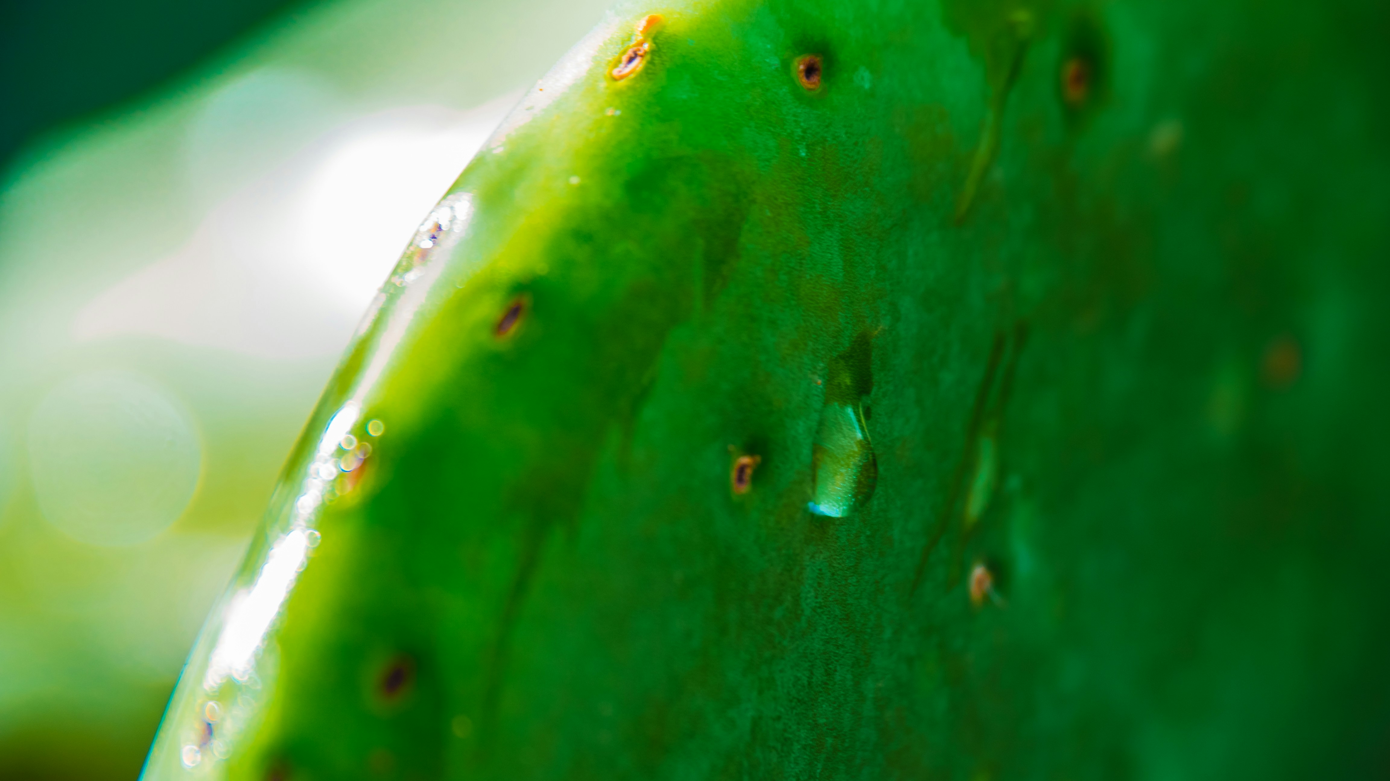 Jade Pad Gleam: close-up macro of a cactus with dew beads