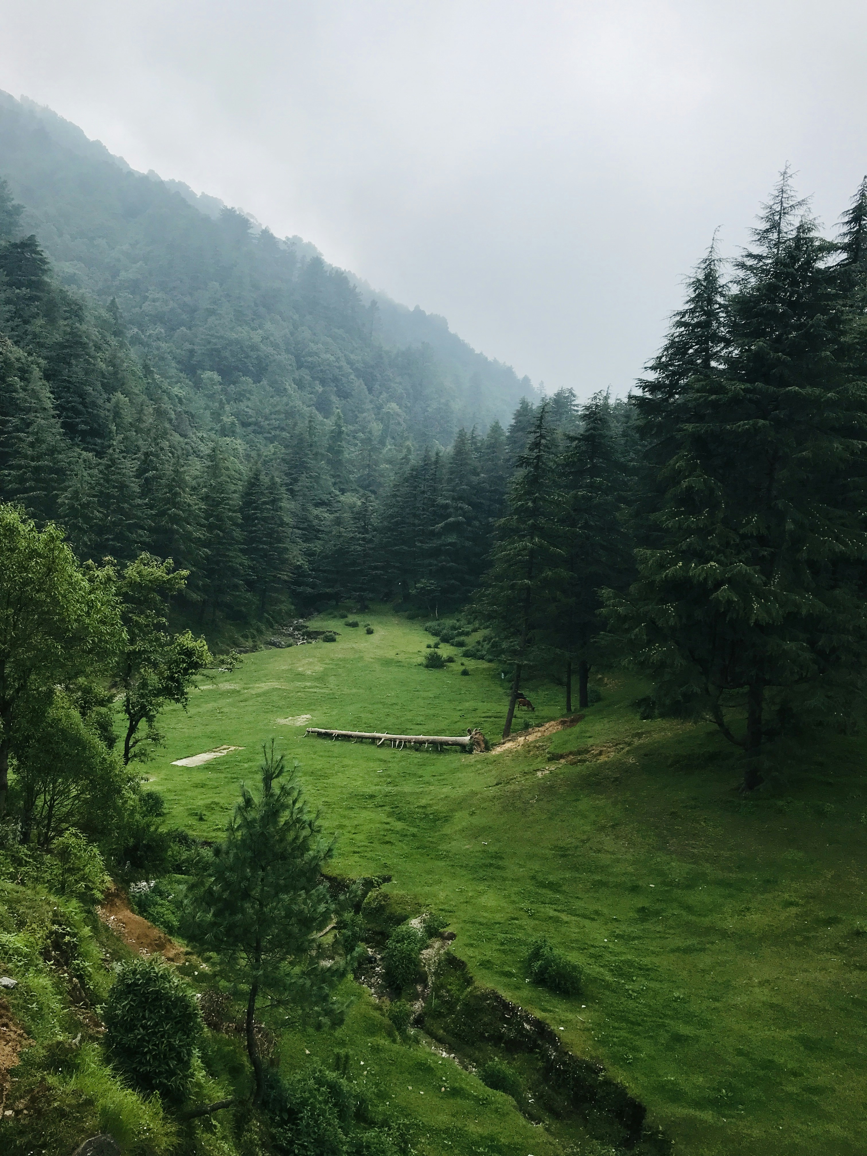 Lush green meadow surrounded by dense coniferous forest under a cloudy sky. A serene landscape inviting tranquility.