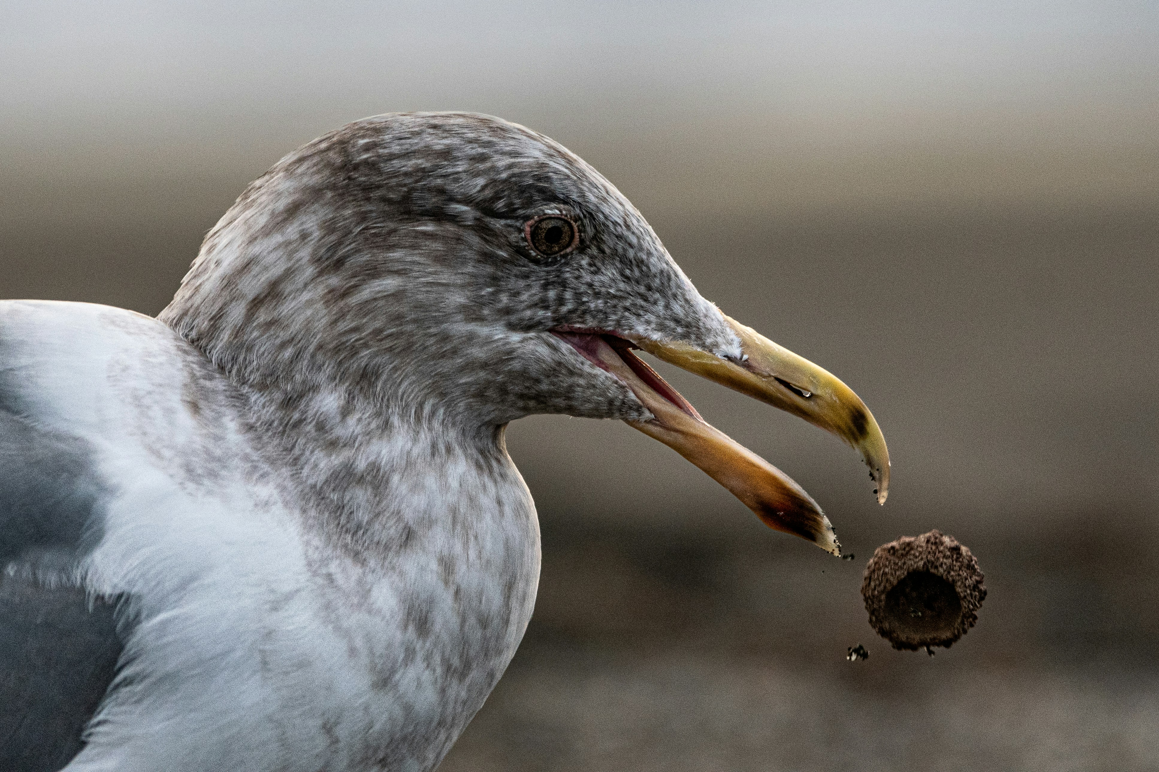 Gull Beak in Focus: A mid-snatch over a blurred seashore