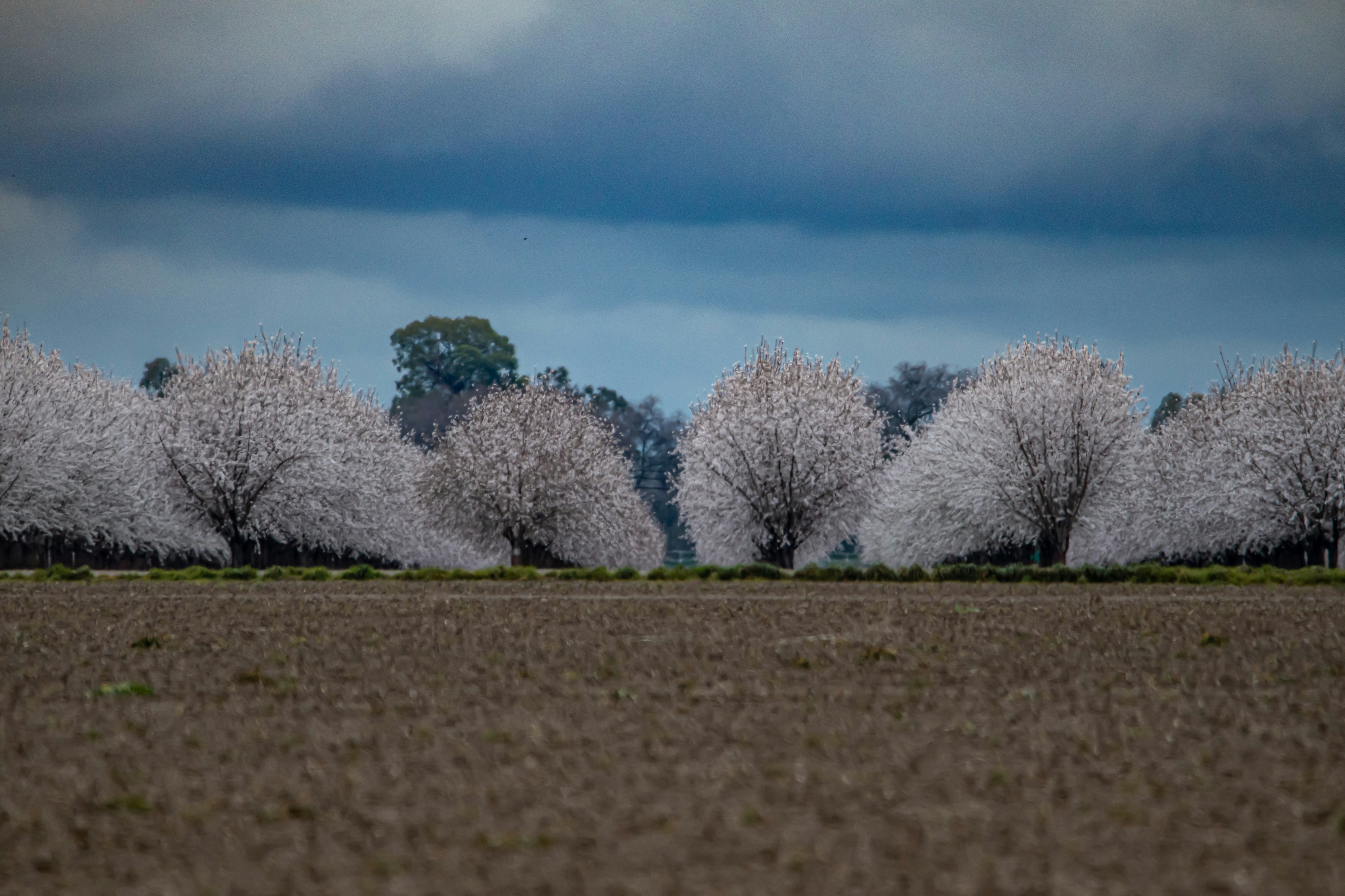A row of trees in the middle of a field photo – Free Vegetation Image ...