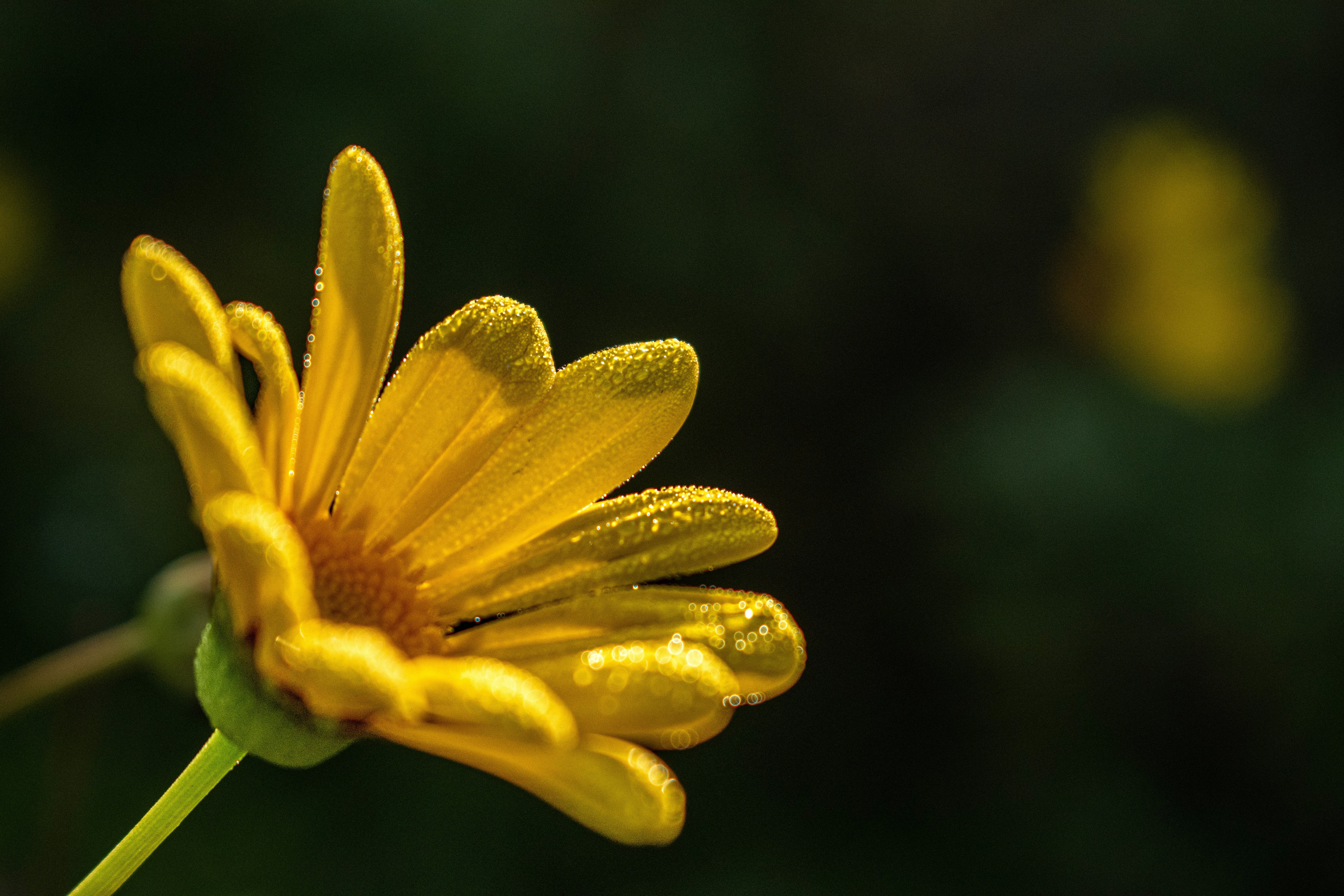 What Is The National Flower Of Kuwait | Best Flower Site