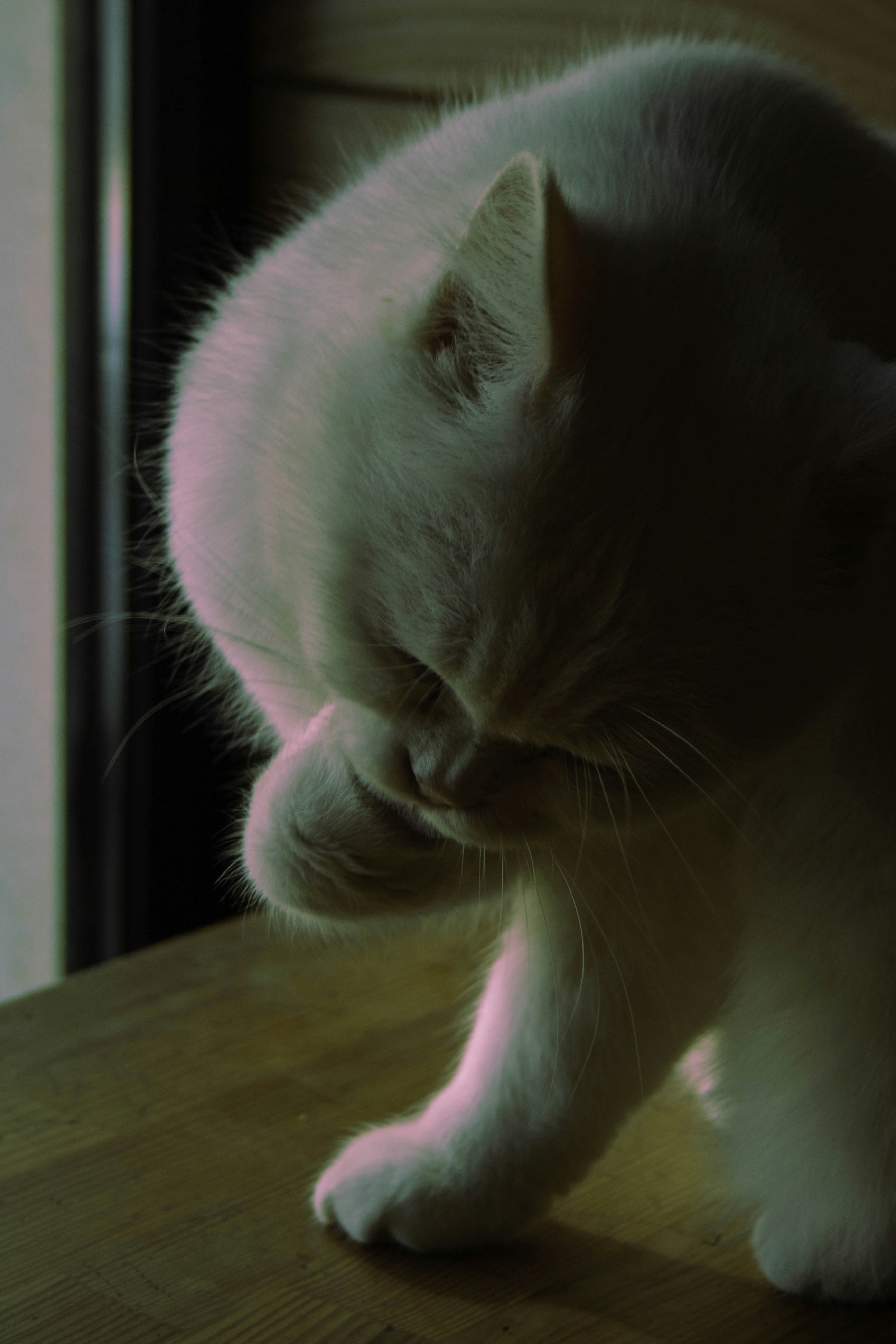 a white cat sitting on top of a wooden table