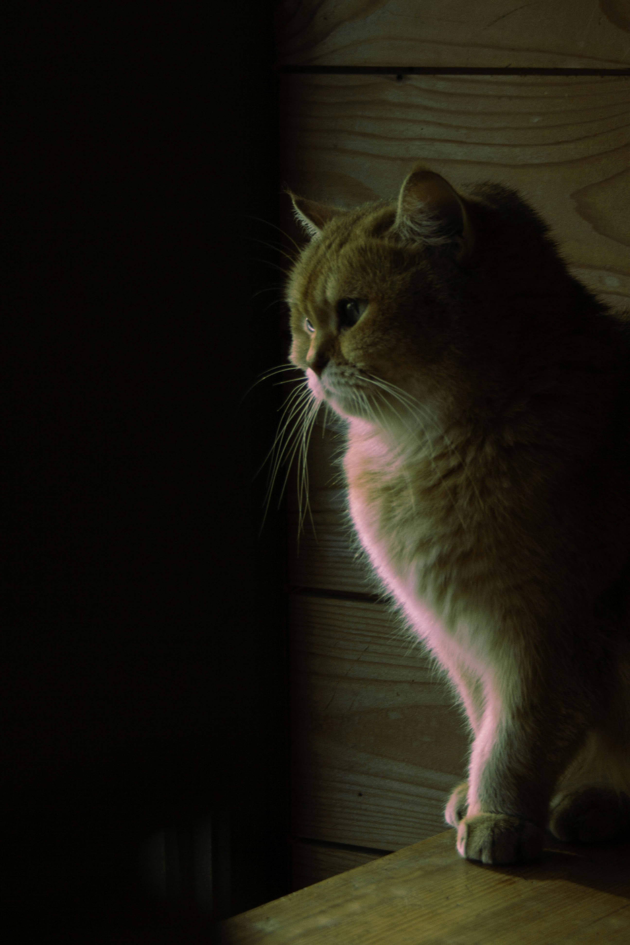 Golden Cat in a Backlit Corner
