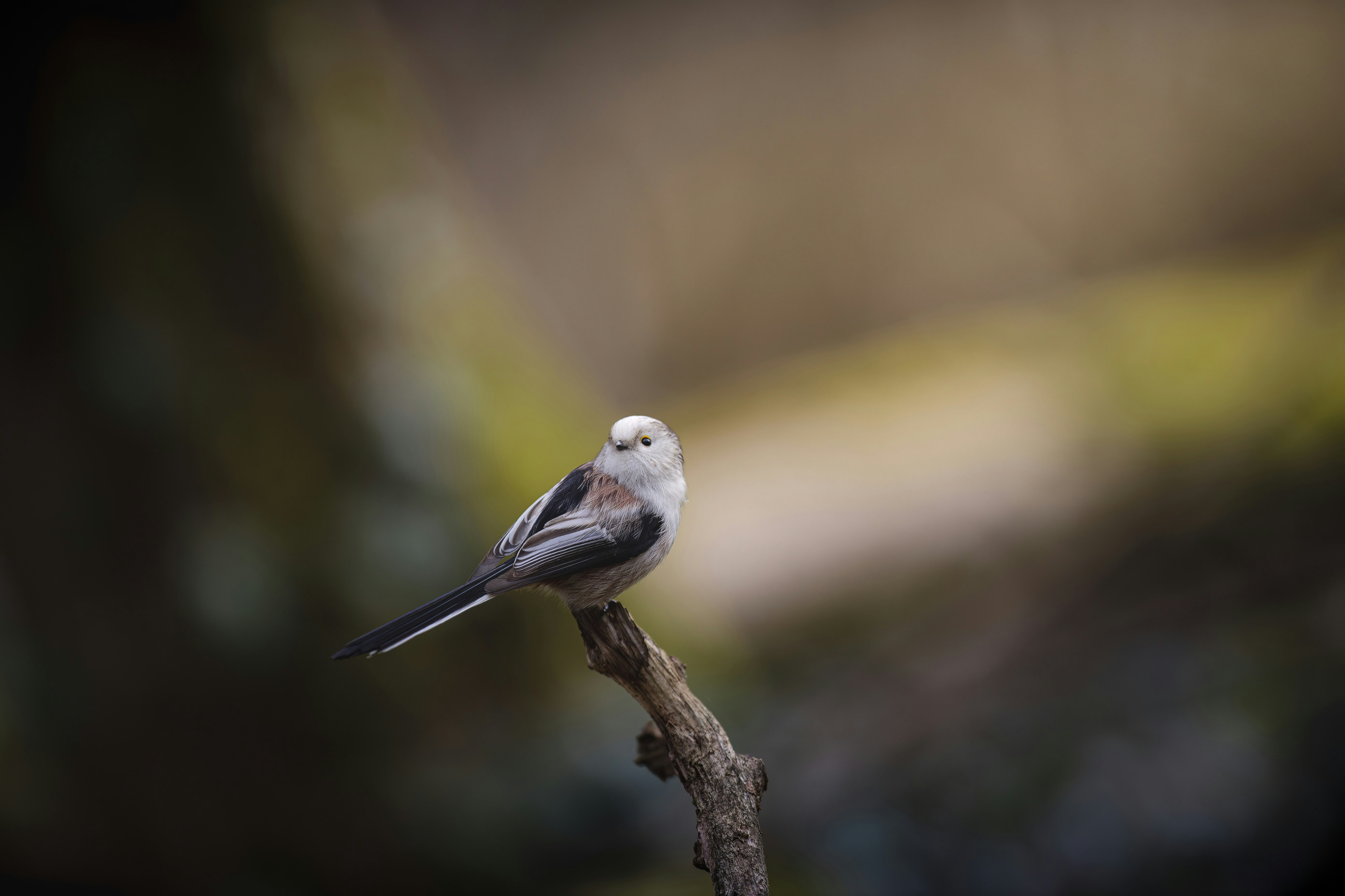 Long-tailed tit ✓ follow me on Instagram: instagram.com/dkomov ✓ downloads more in my site: dkomov.com