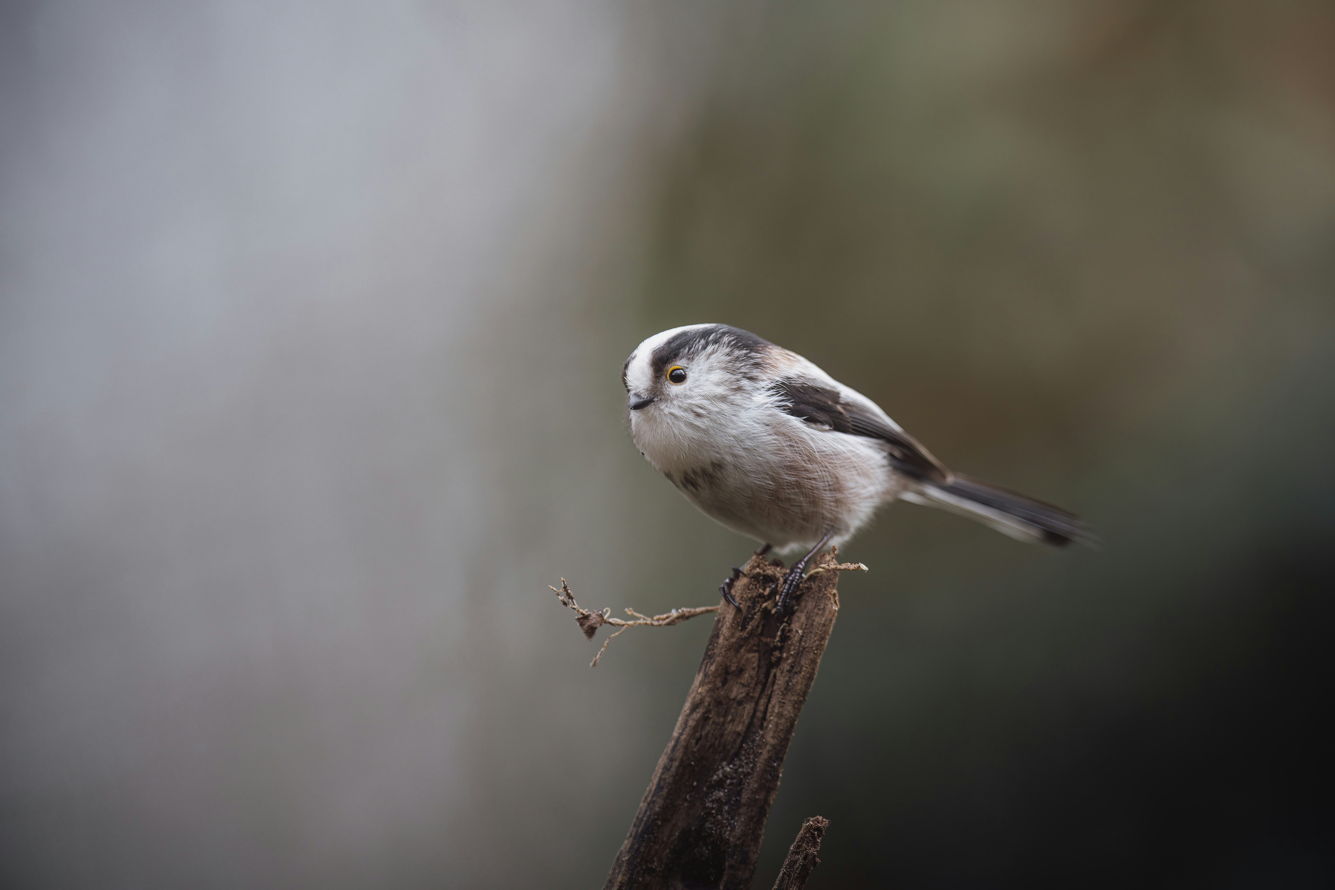 Un petit oiseau perché sur un bâton de bois photo – Photo Animal ...