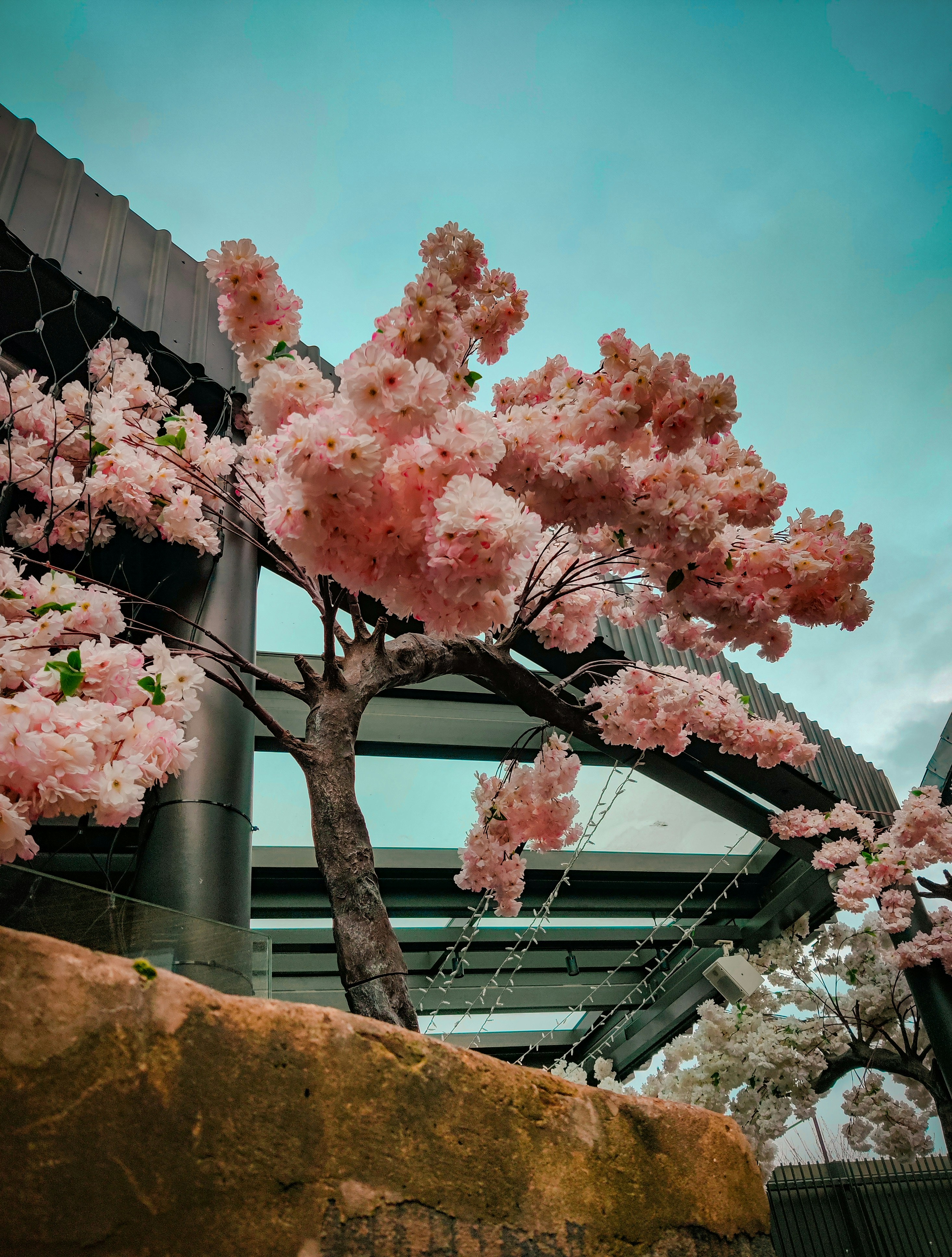 Photo by Jignesh Bosamia with OnePlus 8