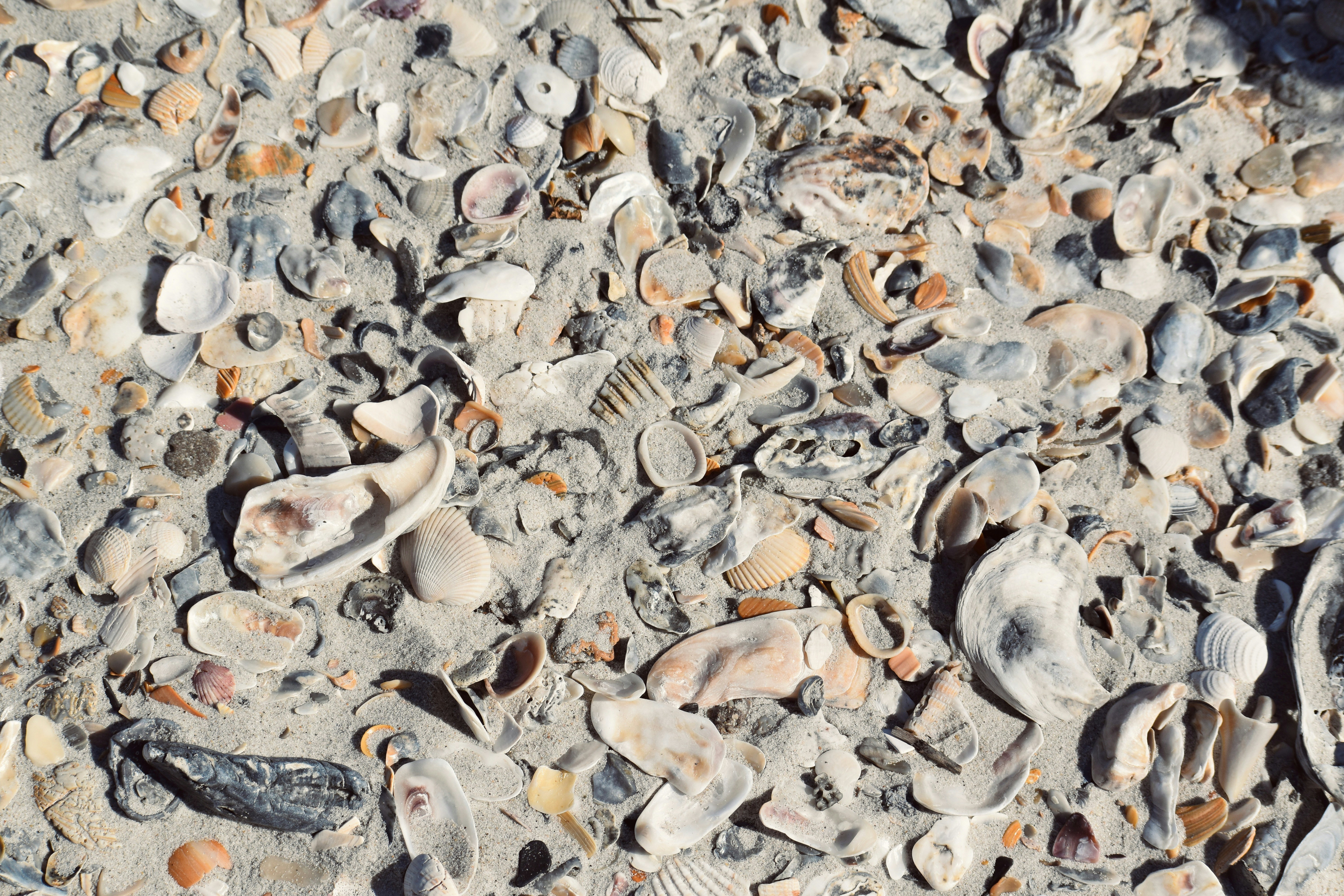 A bunch of shells that are laying on the ground photo – Free Summer ...
