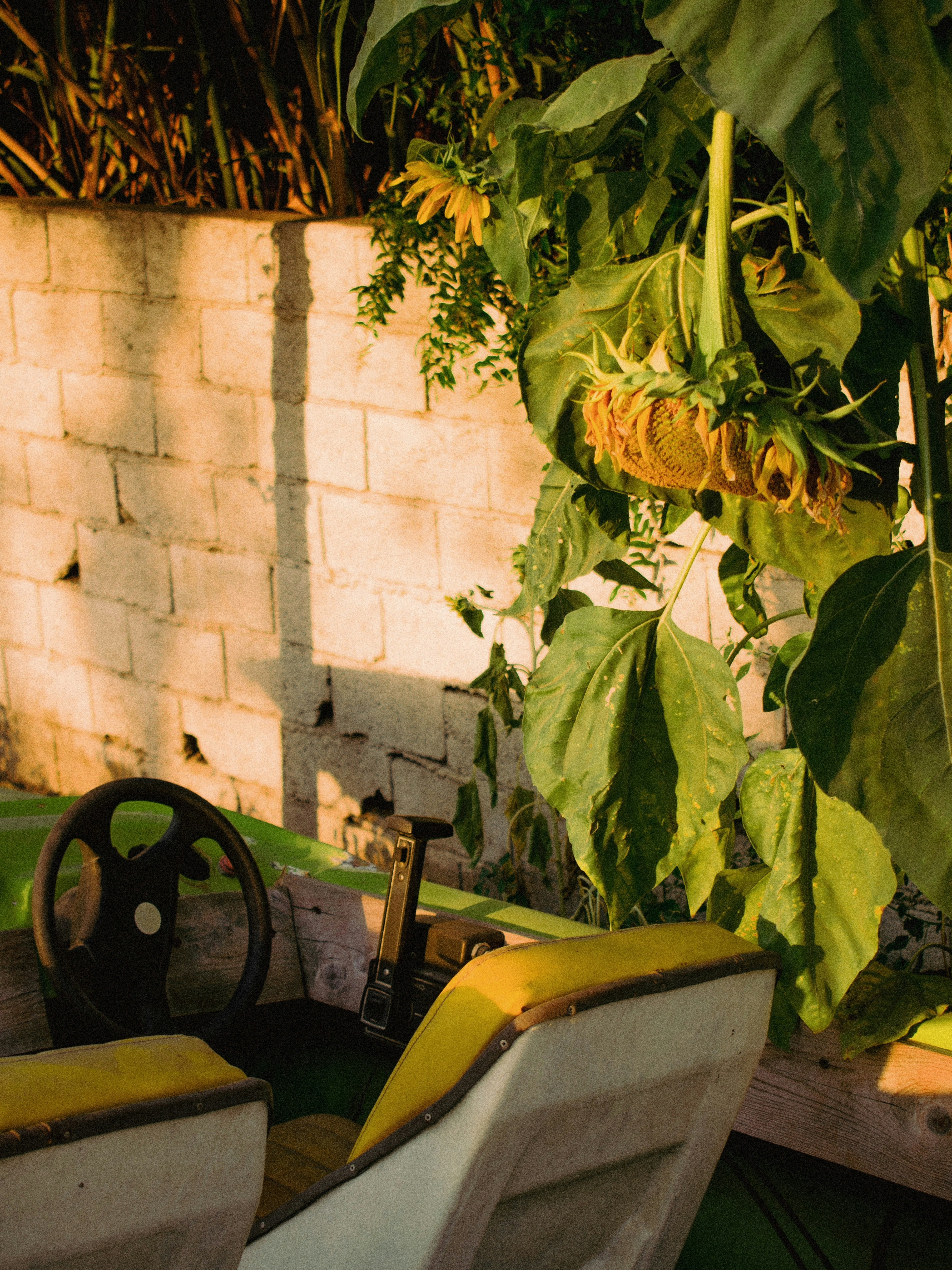 Sunlit pedal boat tucked beneath a brick wall and jungle vines