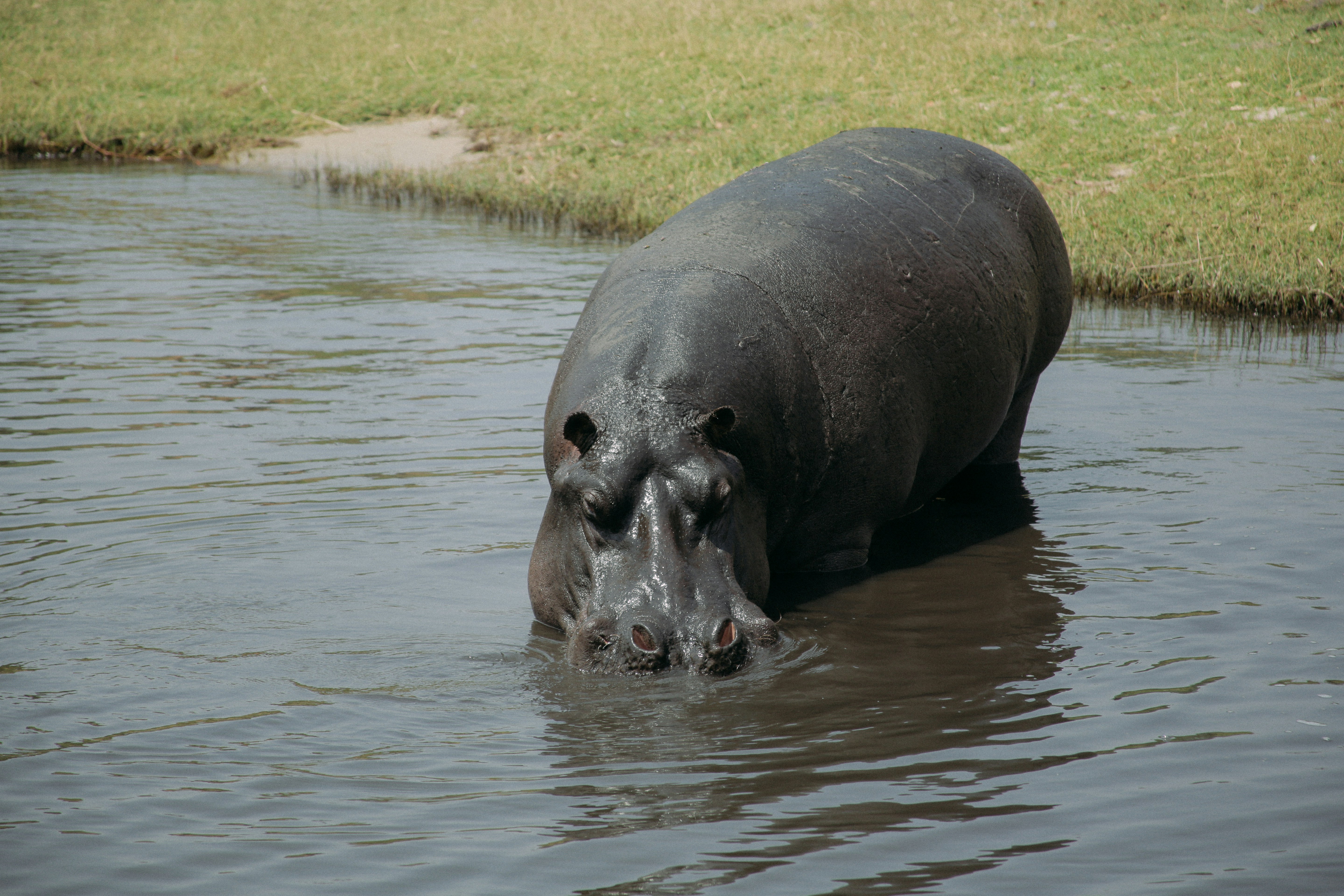 A hippopotamus standing in a body of water photo – Free Chobe national ...