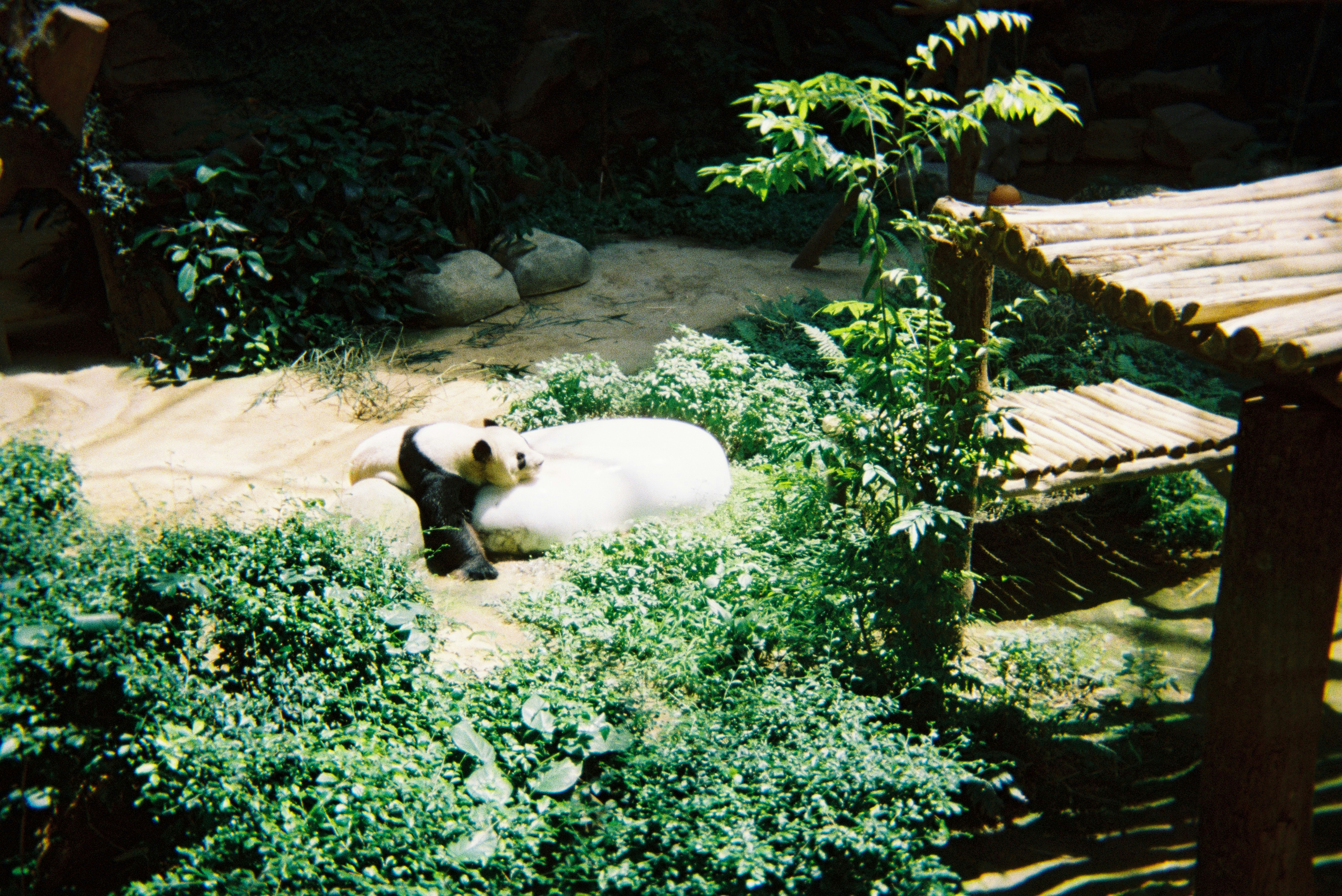 Panda at Rest Amid a Sunlit Zen Garden