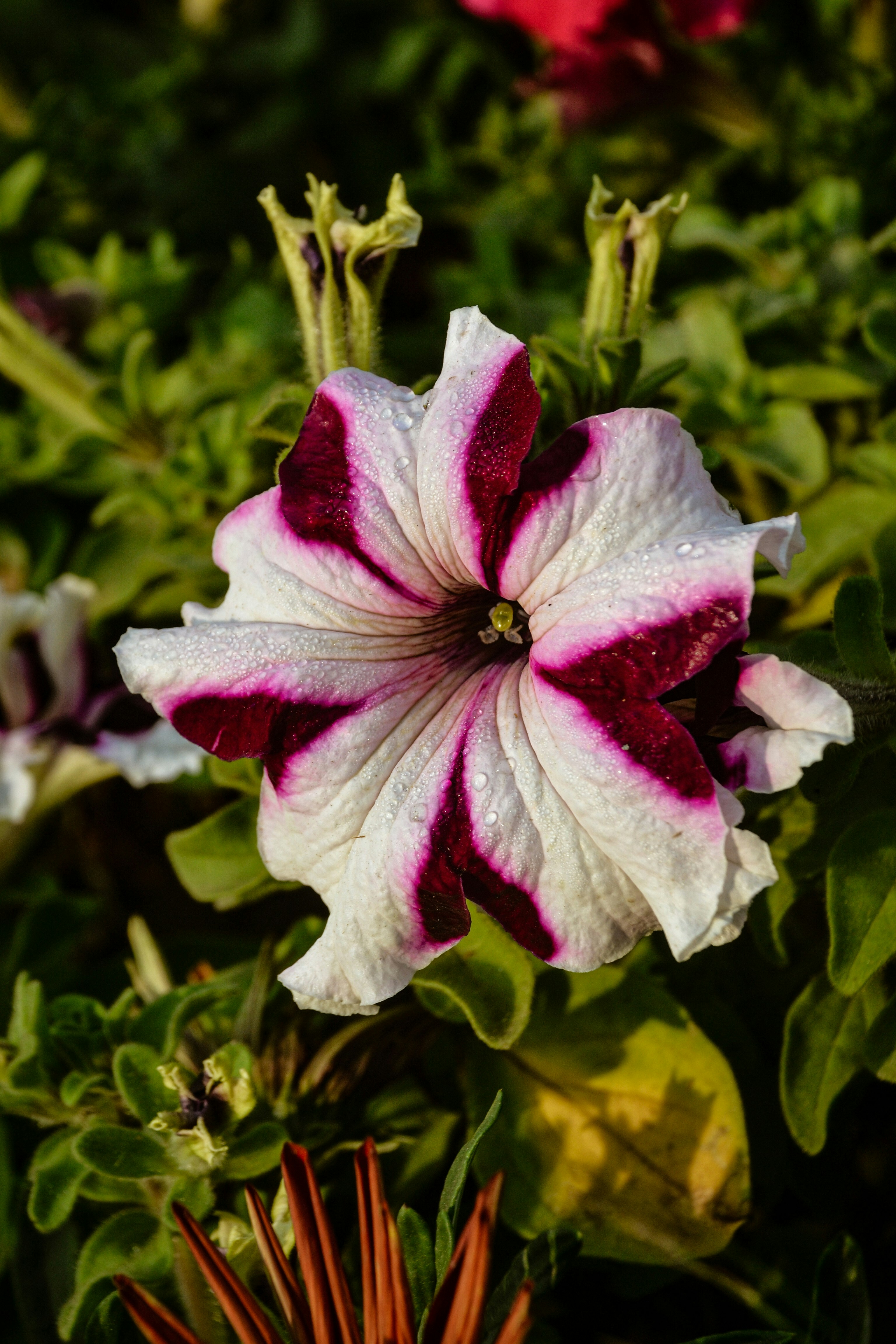 Dew-Kissed Petunia: White Petals with Magenta Veins in a Garden Close-Up