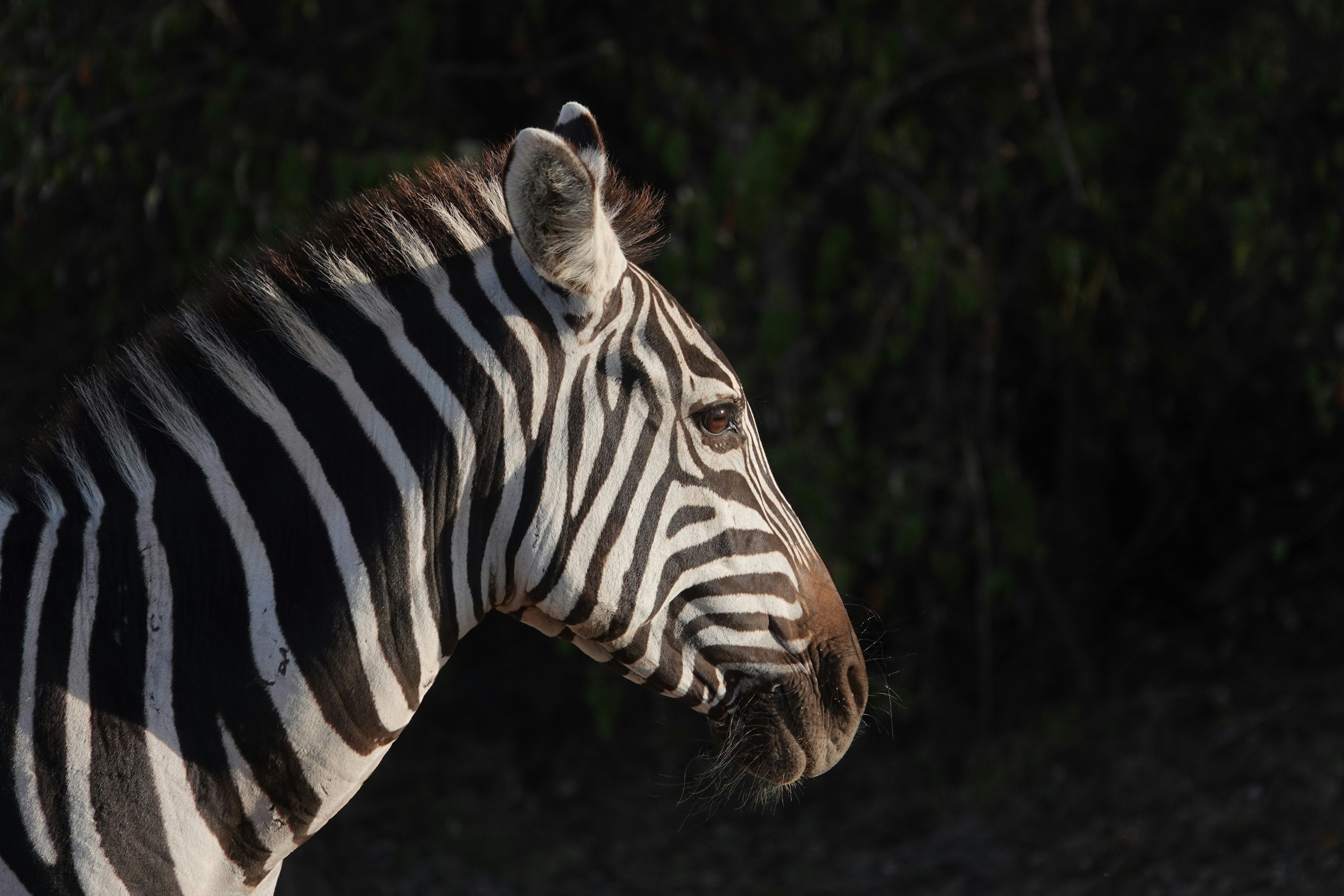 A close up of a zebra with trees in the background photo – Free Zebra ...