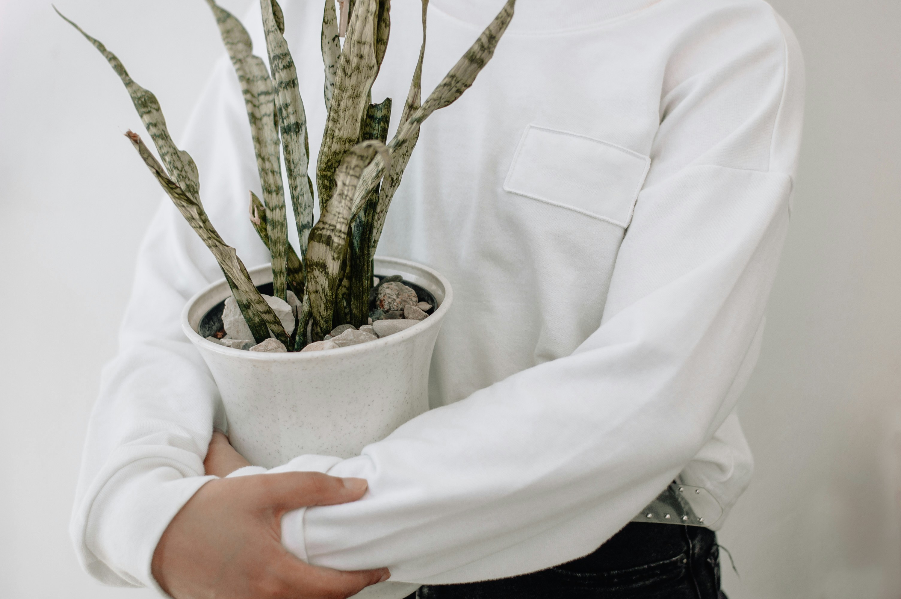 Hands and Snake Plant: Quiet Portrait of Green in White