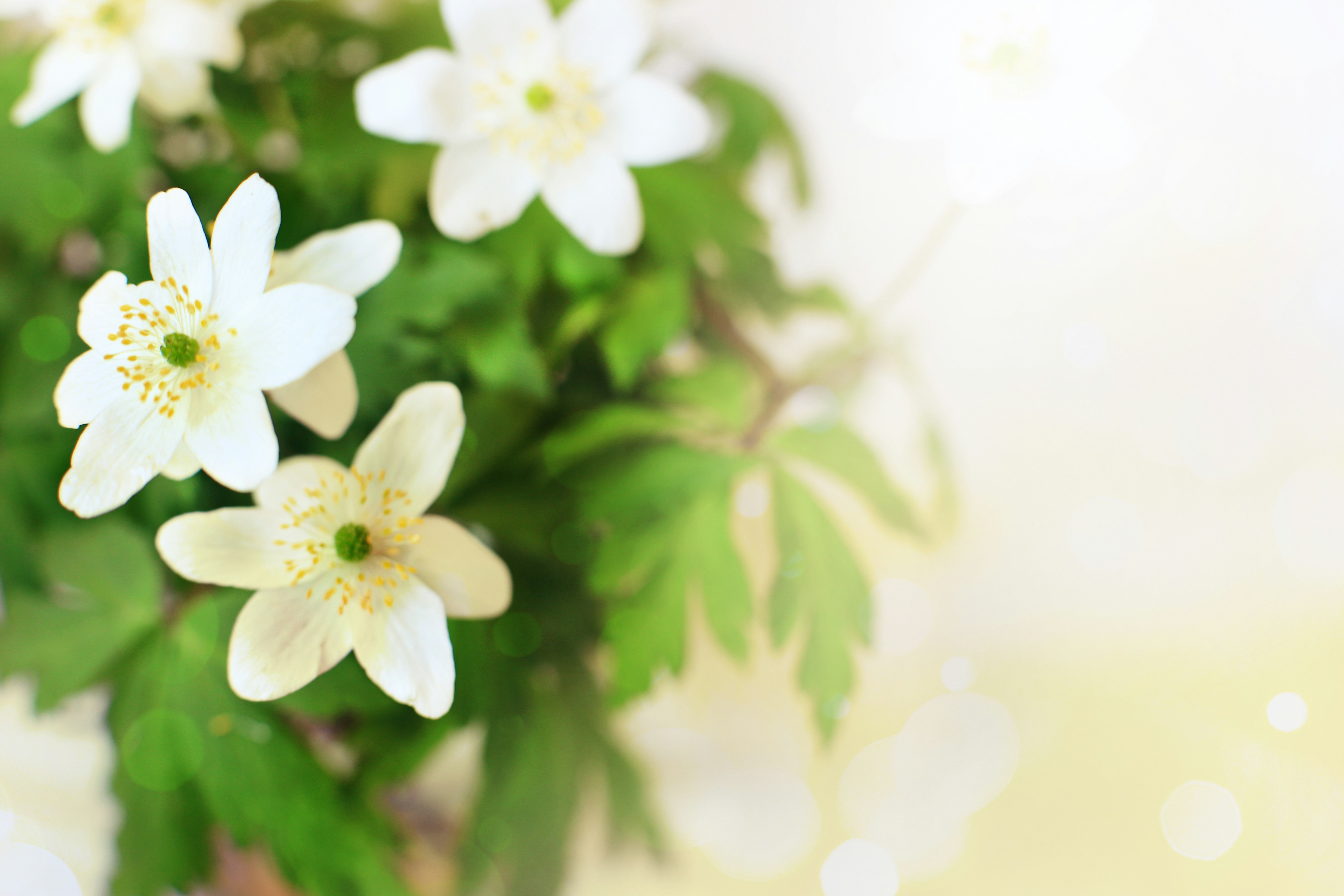 White Spring Flowers and copy space