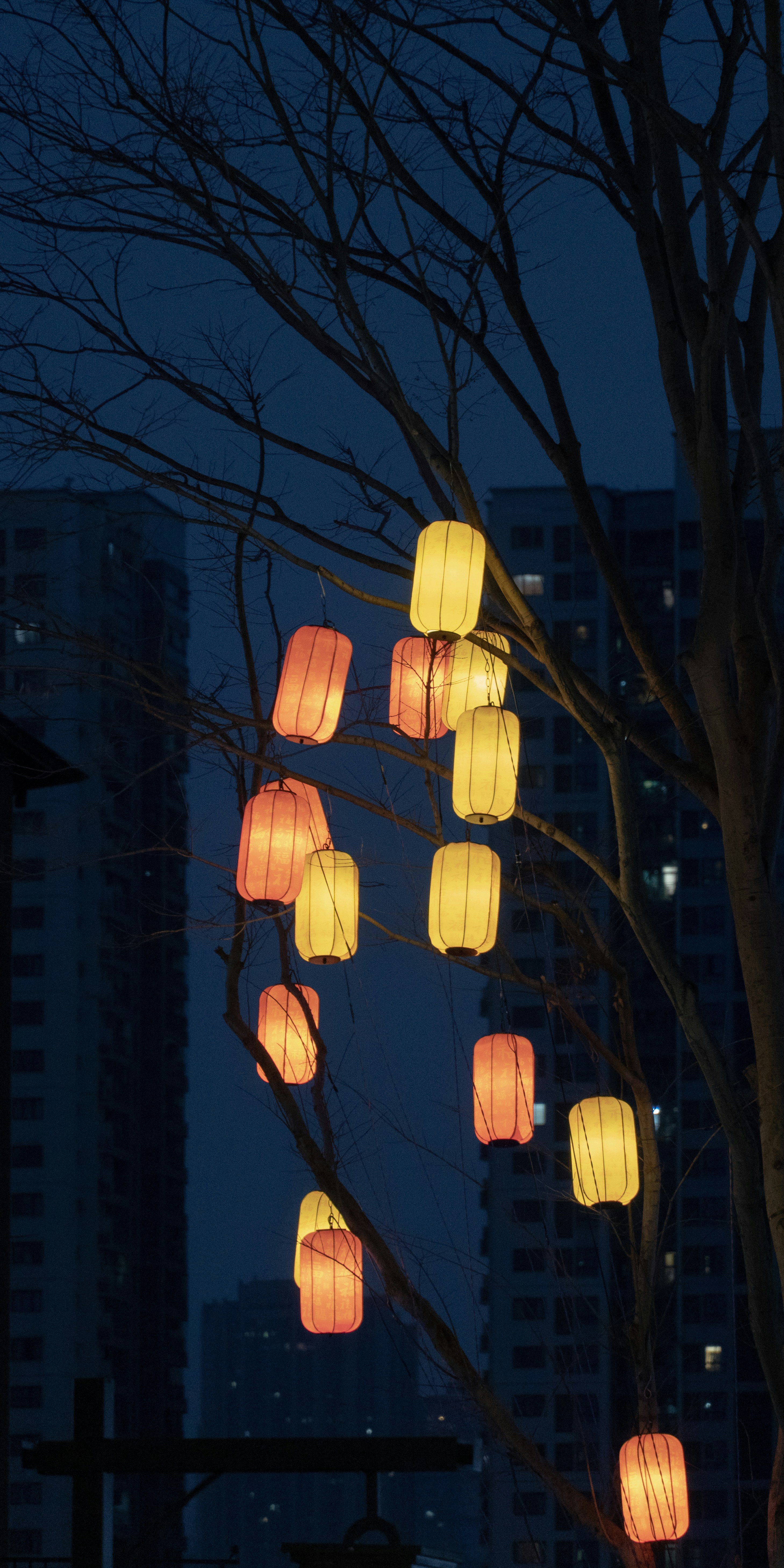 Warm Lanterns Weaving Through Bare Branches Over a Quiet City Night