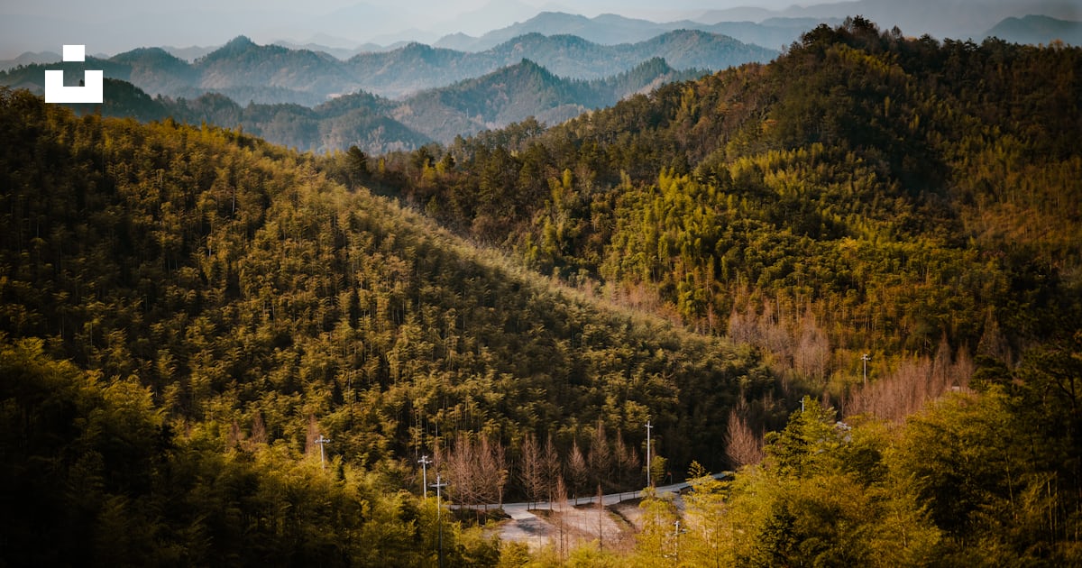 산을 배경으로 한 숲의 경치 좋은 풍경 사진 Unsplash의 무료 벽지 이미지