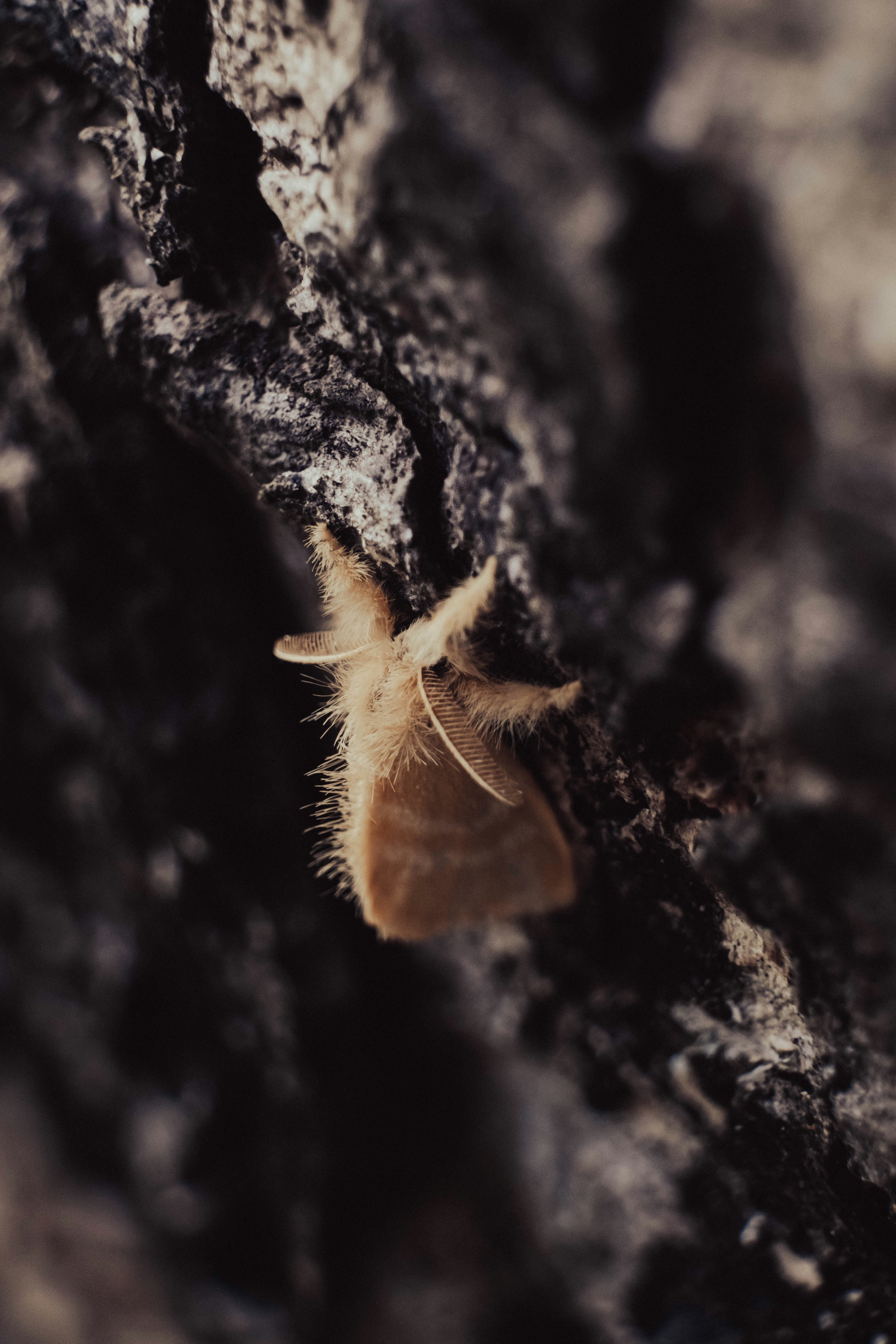 Whiskered Fuzz on Bark: A Micro Portrait of a Forest Inhabitant