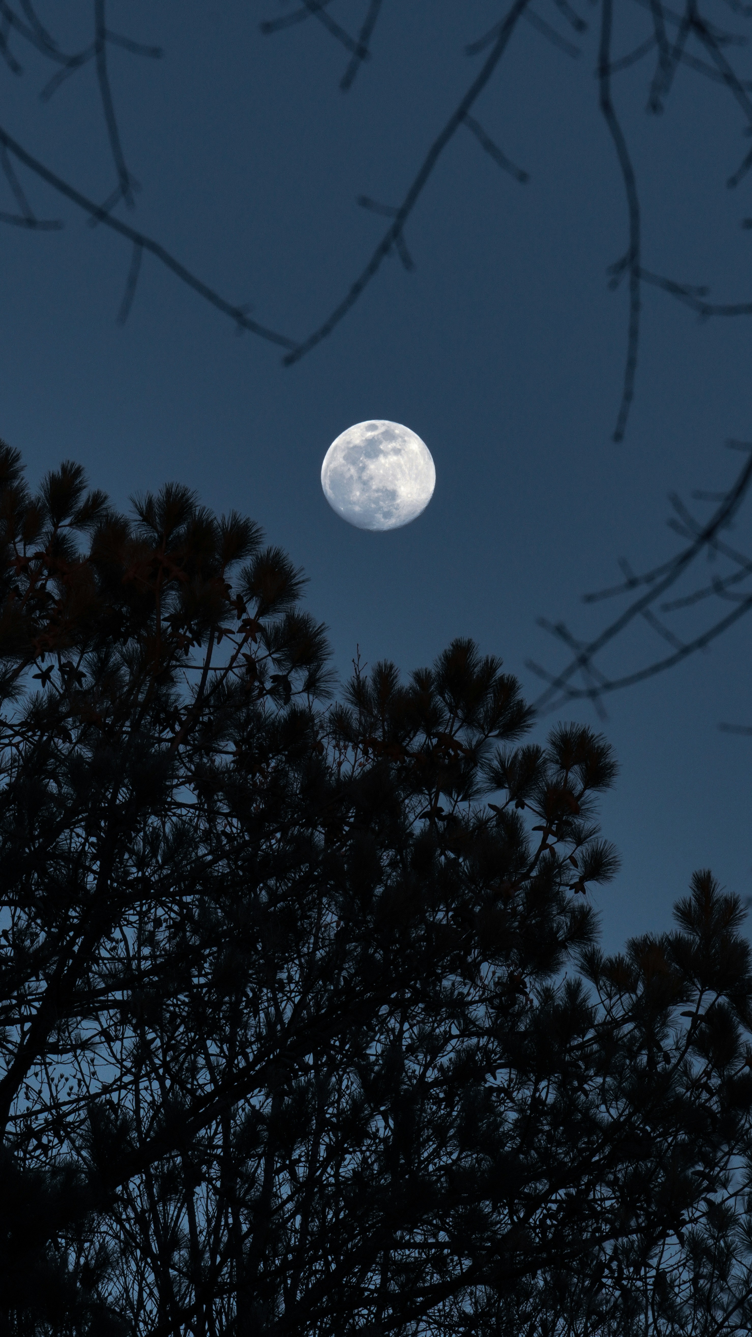 Moon over Night Pines: A Quiet Silhouette Portrait