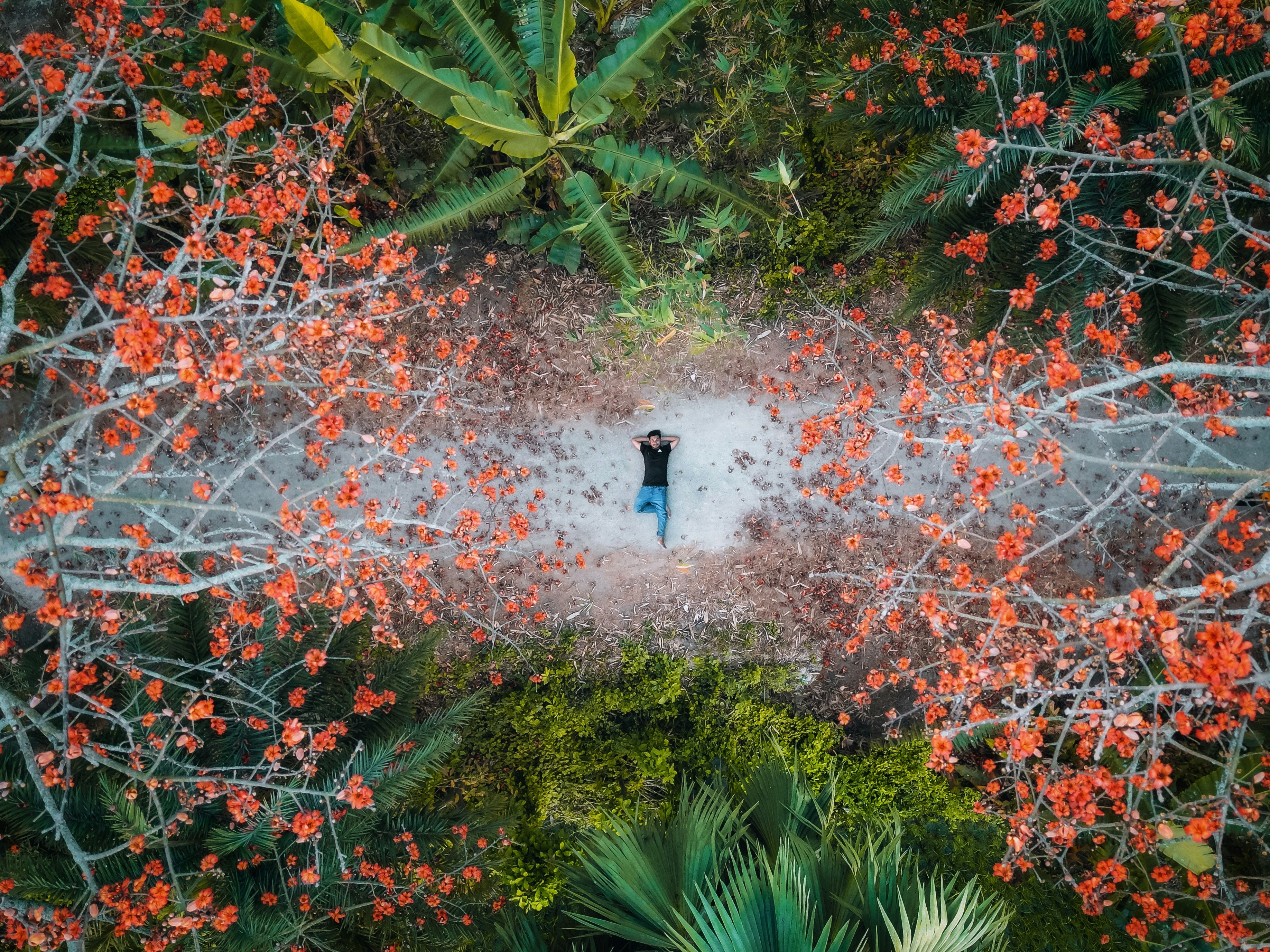 Center of Bloom: A Lone Figure Reaches for the Sky Amid Red Blossoms