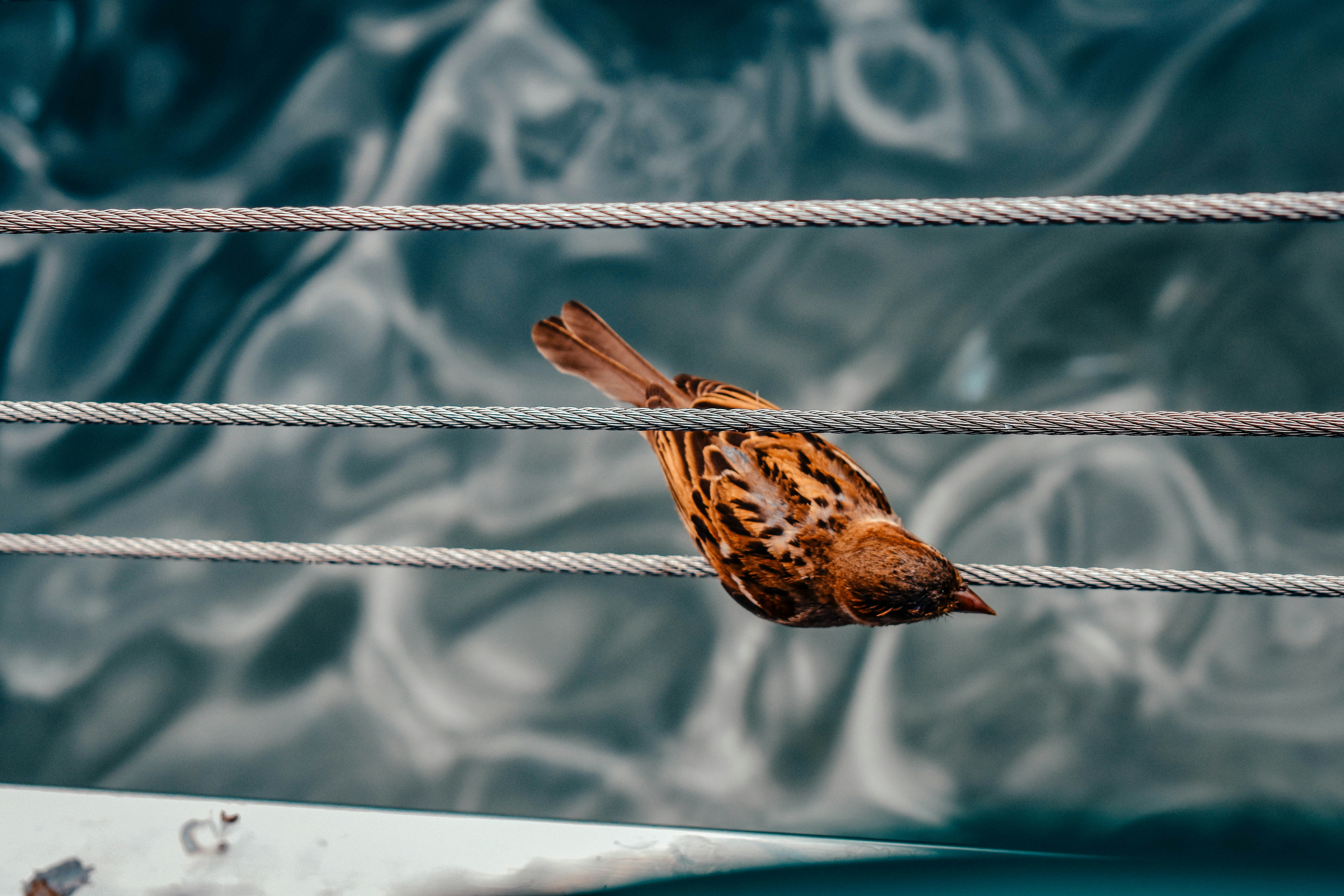 Sparrow sitting on parallel wires with a blurred, swirling water background.