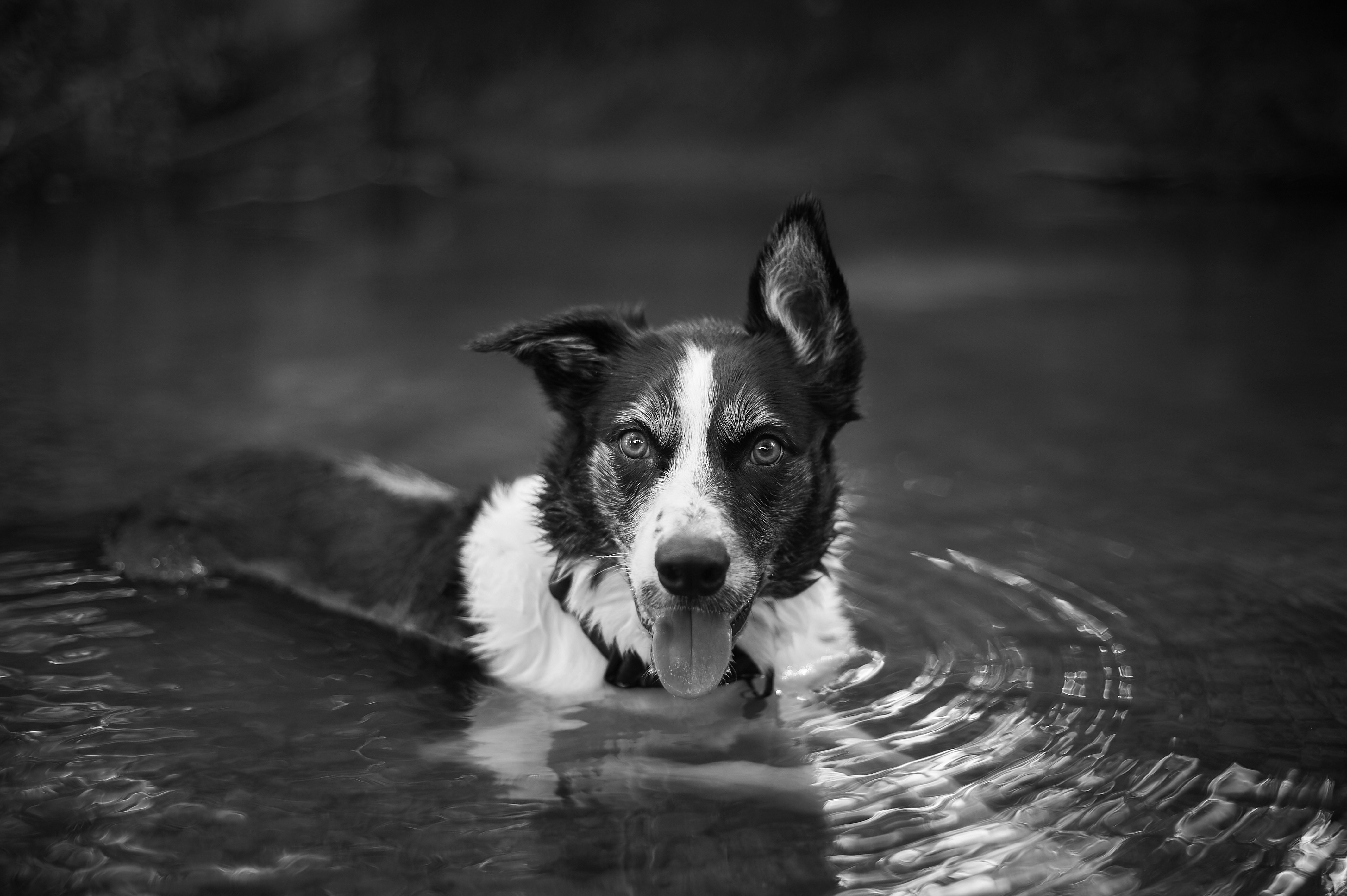 Centered Dive: A Water-Soaked Border Collie Breaks the Surface