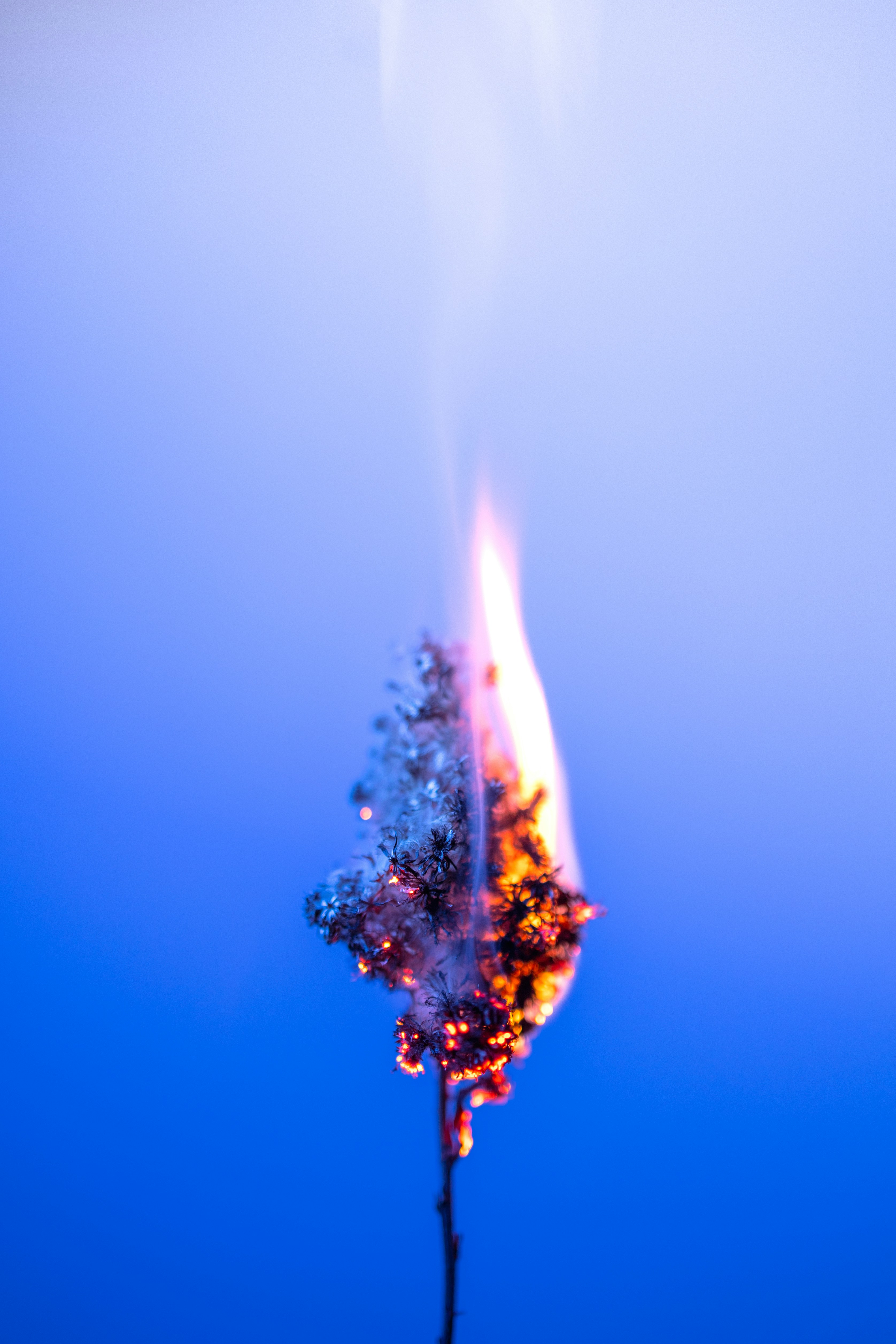 Flame on a Frosted Stem: A Minimal Portrait of Fire and Ice