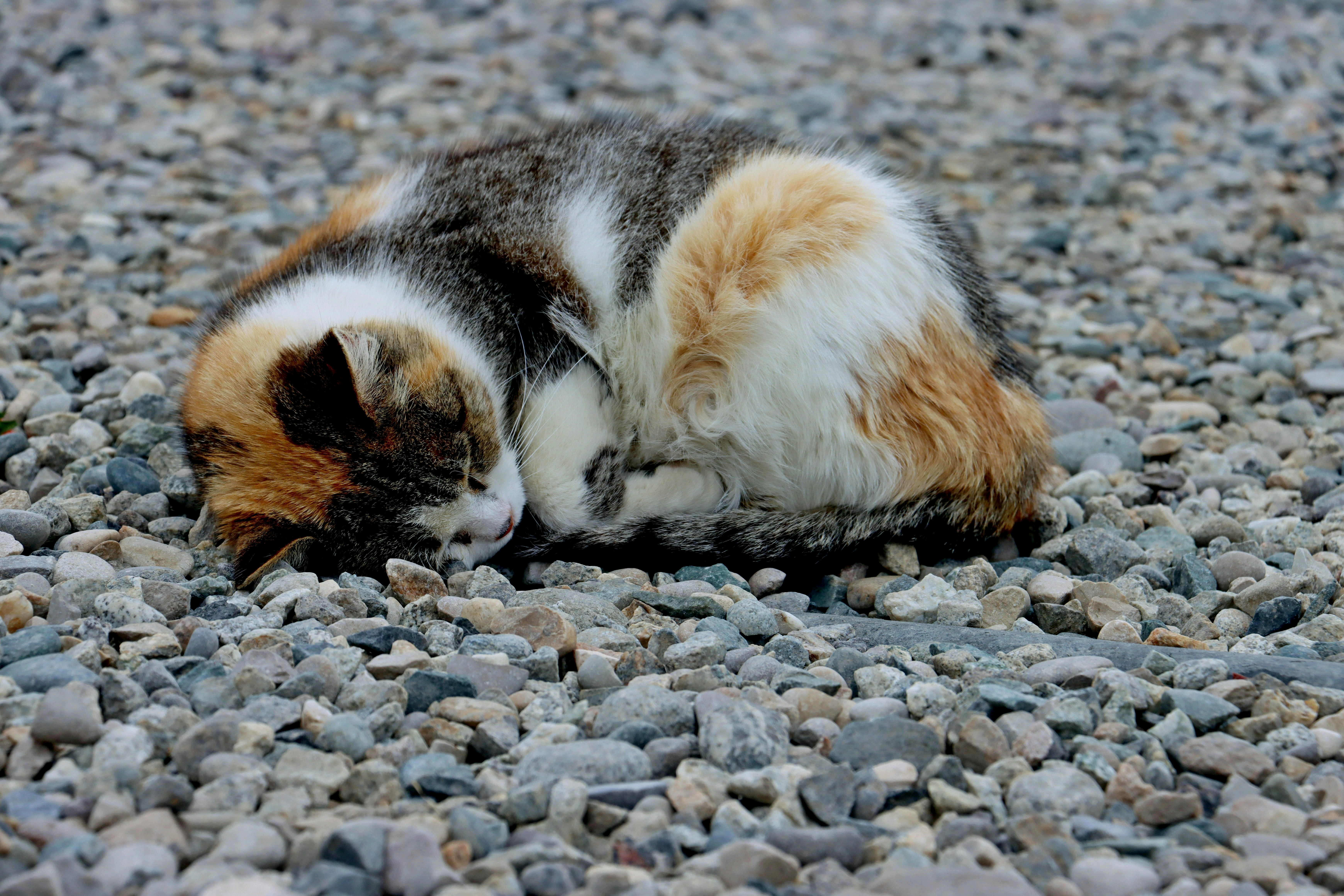Pebble-bed Slumber: A Calico Cat Resting Among Stones