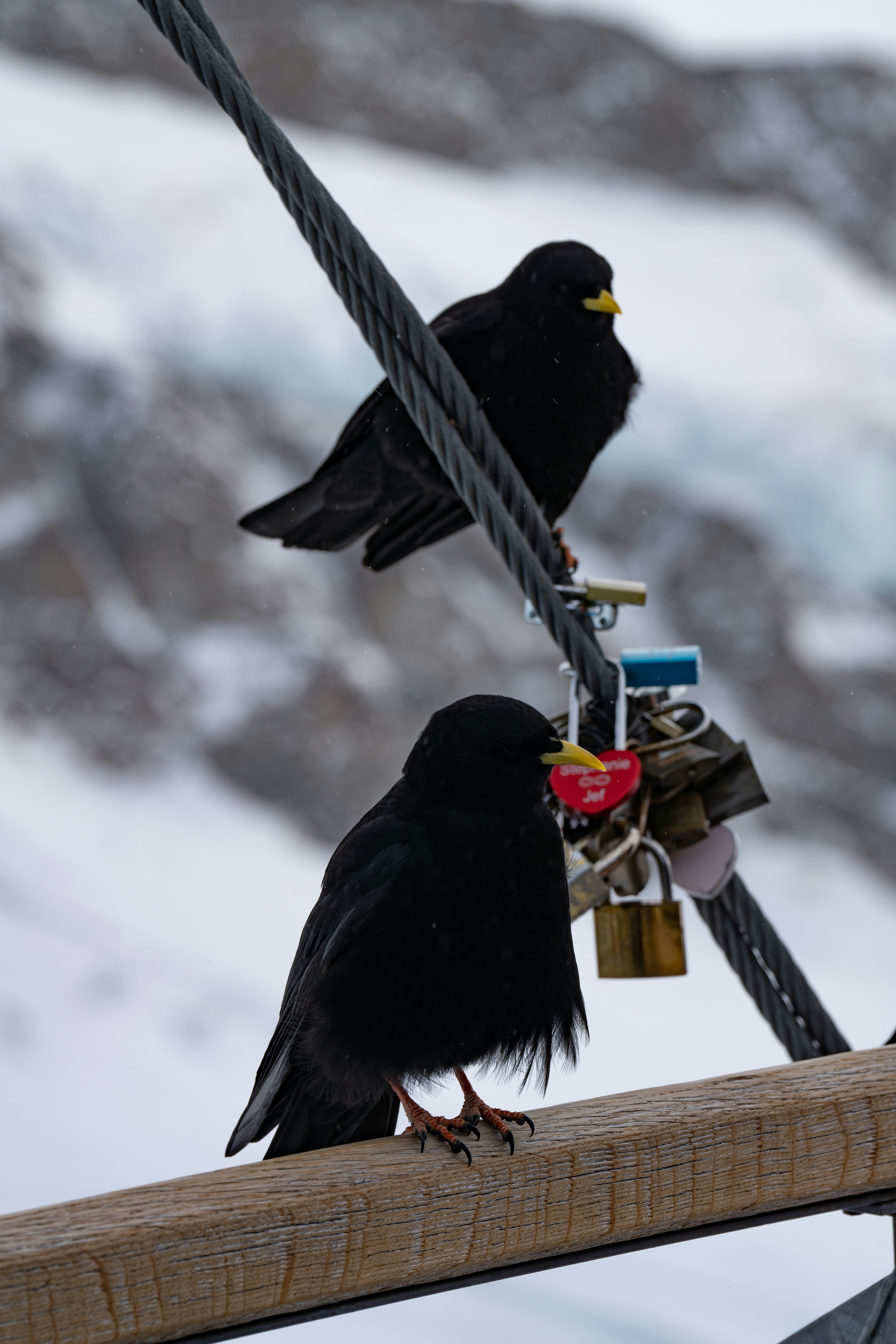 Two Blackbirds on a Snow-Dusted Cable, Adorned with Locks