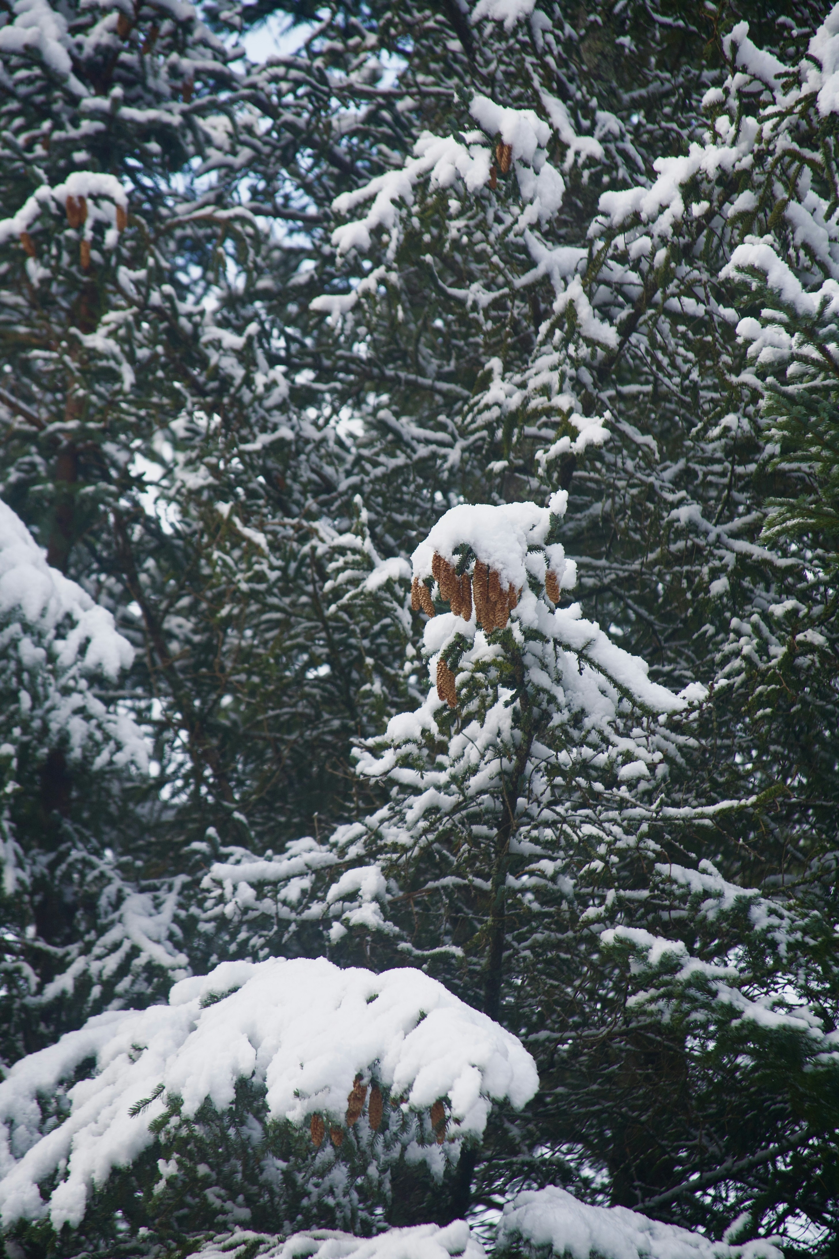 Fir trees and cones covered in snow
