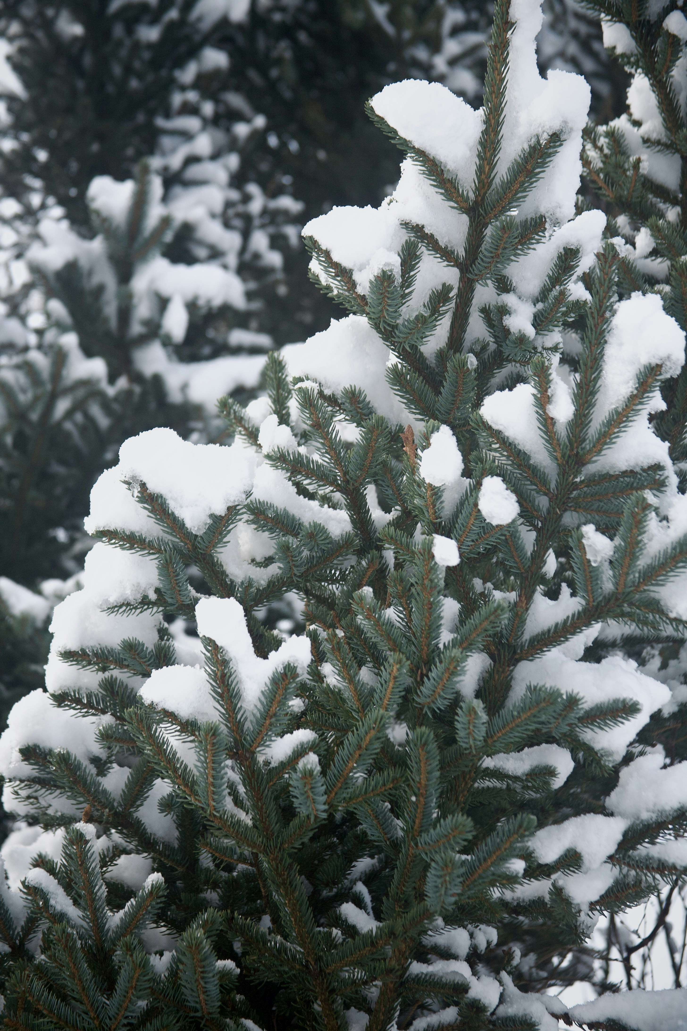 Snow-laden evergreen branches create a serene winter scene, highlighting the beauty of nature's frosty embrace.
