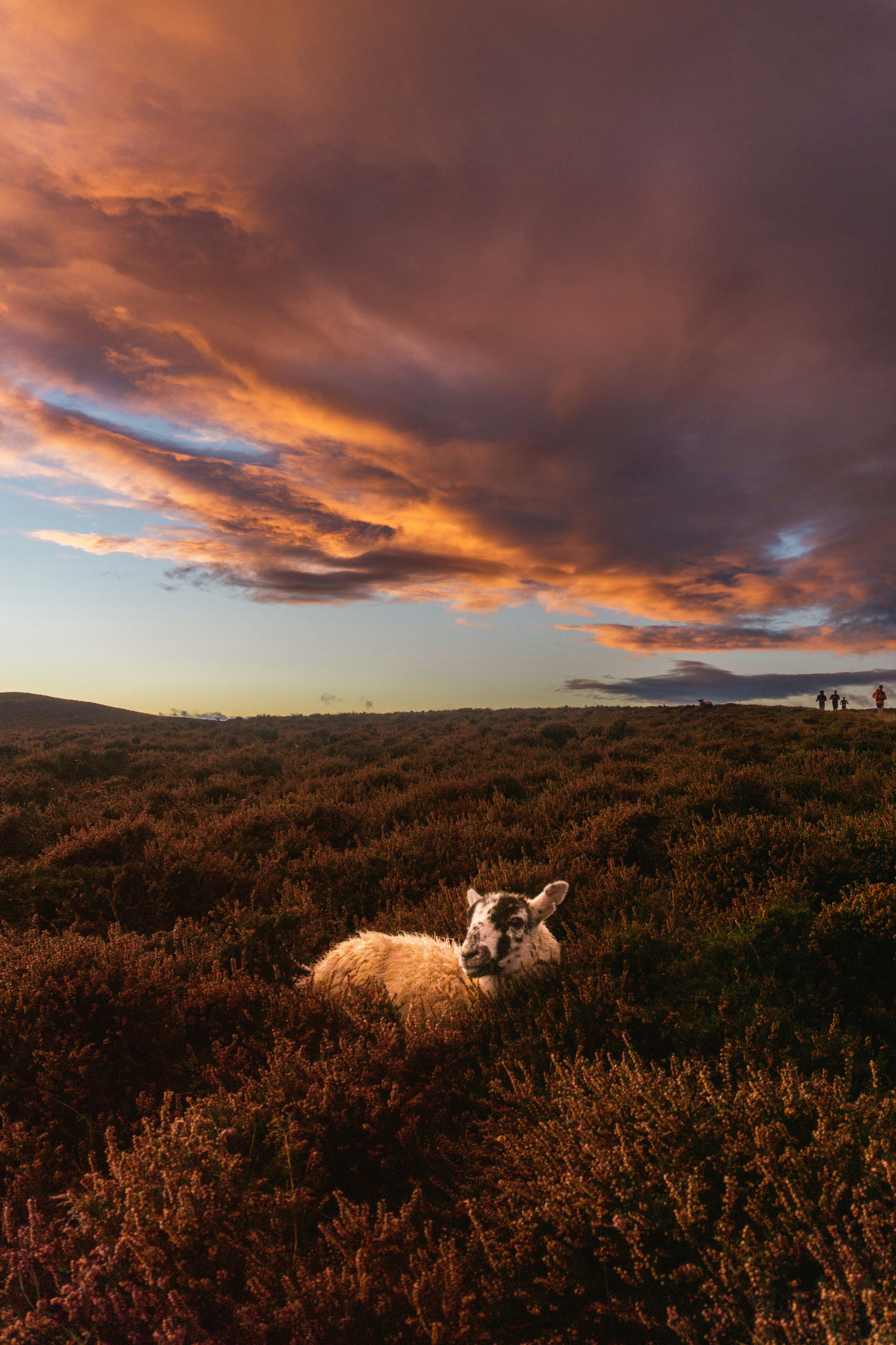 Quiet Sentinel in Sunset Moor