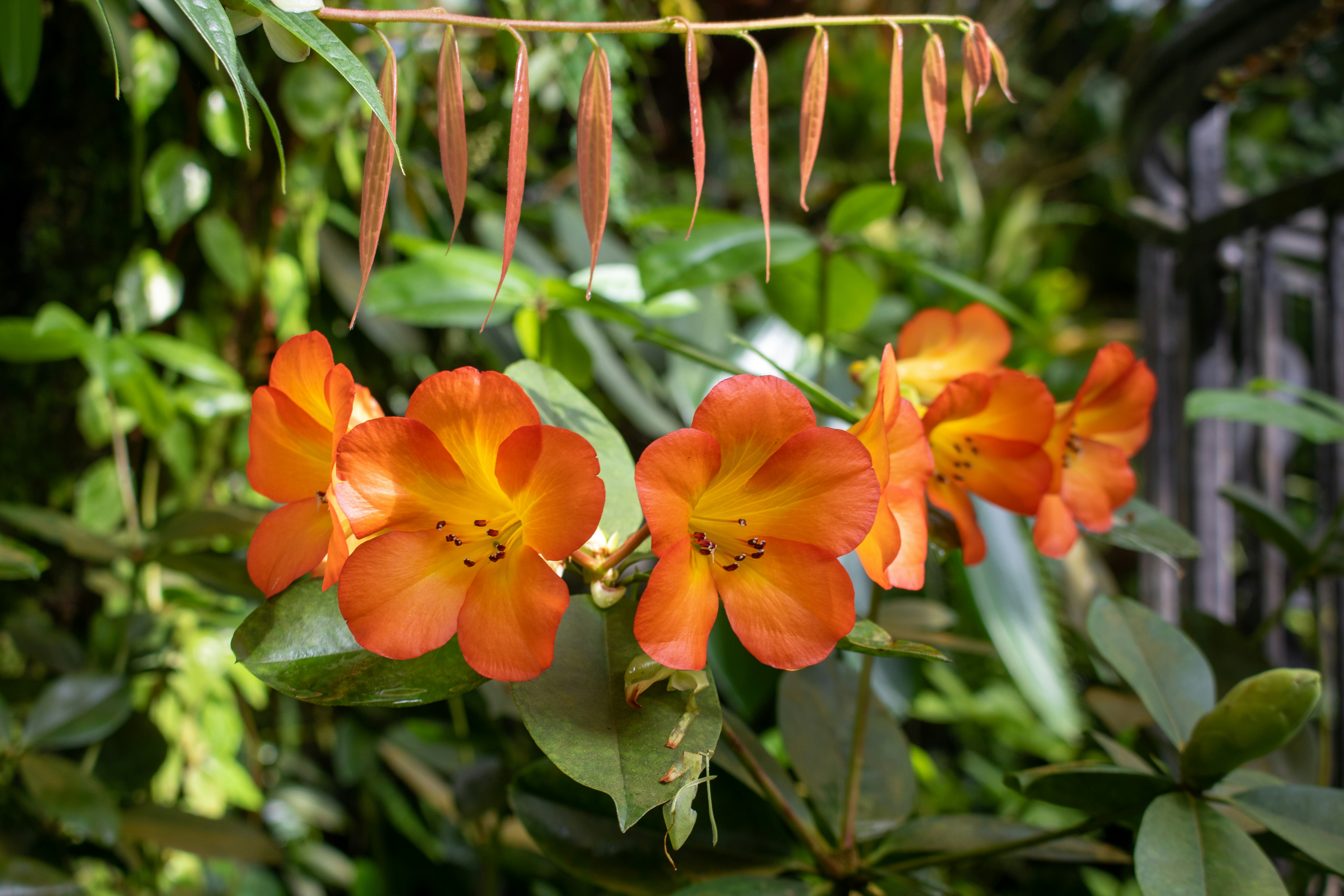 Orange Trumpetflowers Framed by Greenery in a Sunlit Garden