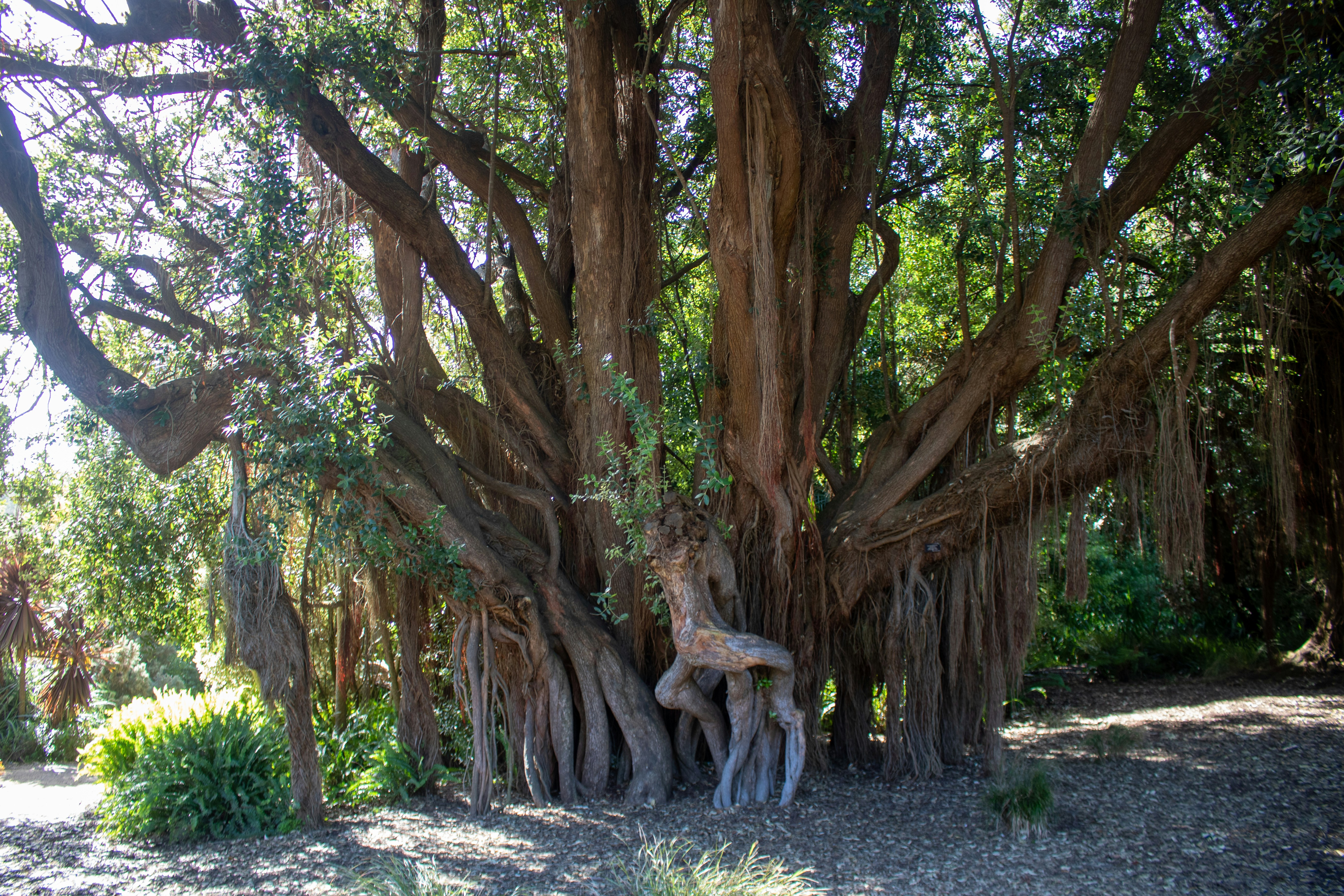 A very large tree with a very tall trunk photo – Free San francisco ...