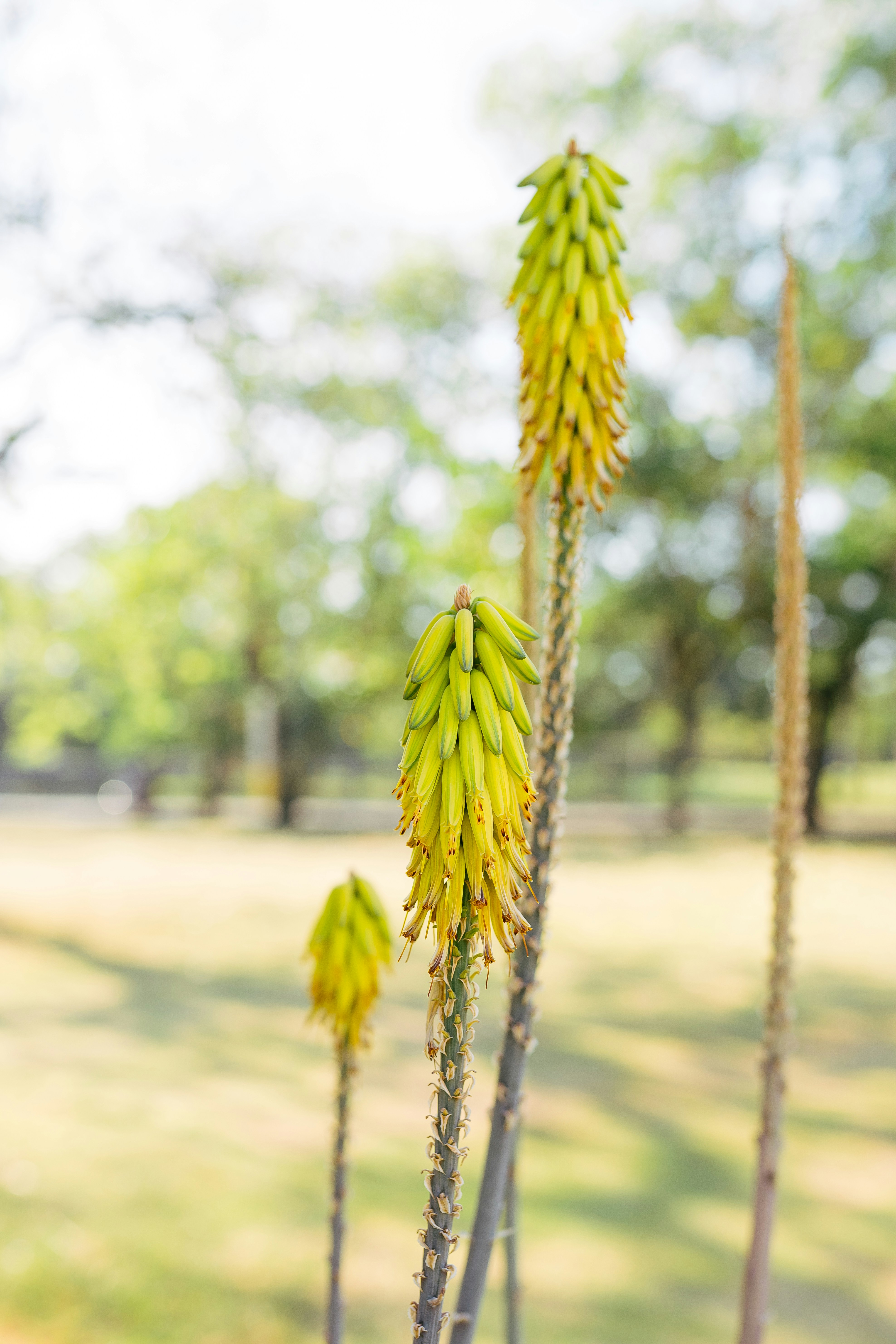 Emerald bloom towers: a close-up of lime-yellow summer cones