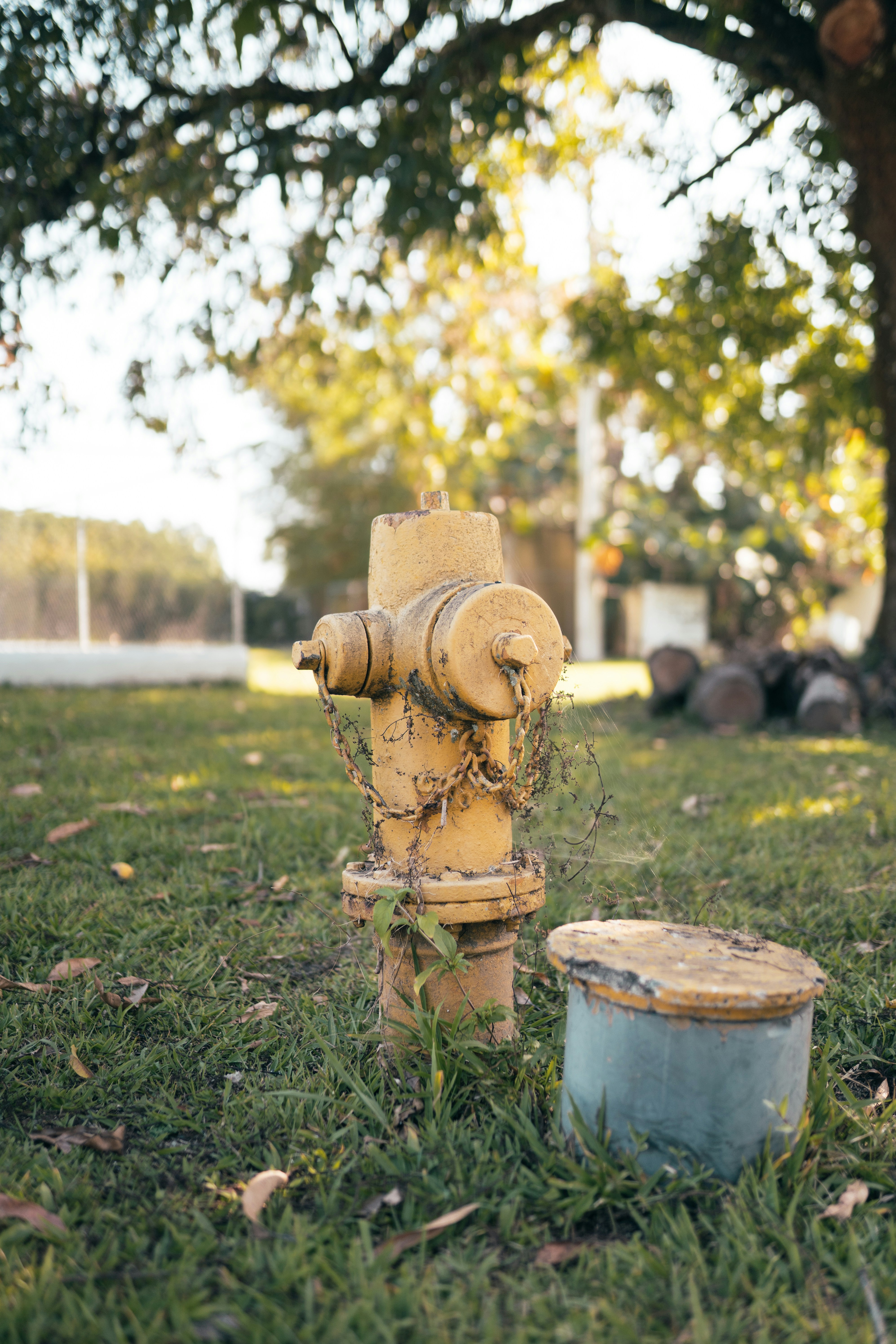 Sunlit yellow hydrant in a quiet park, vines curling around its weathered valve