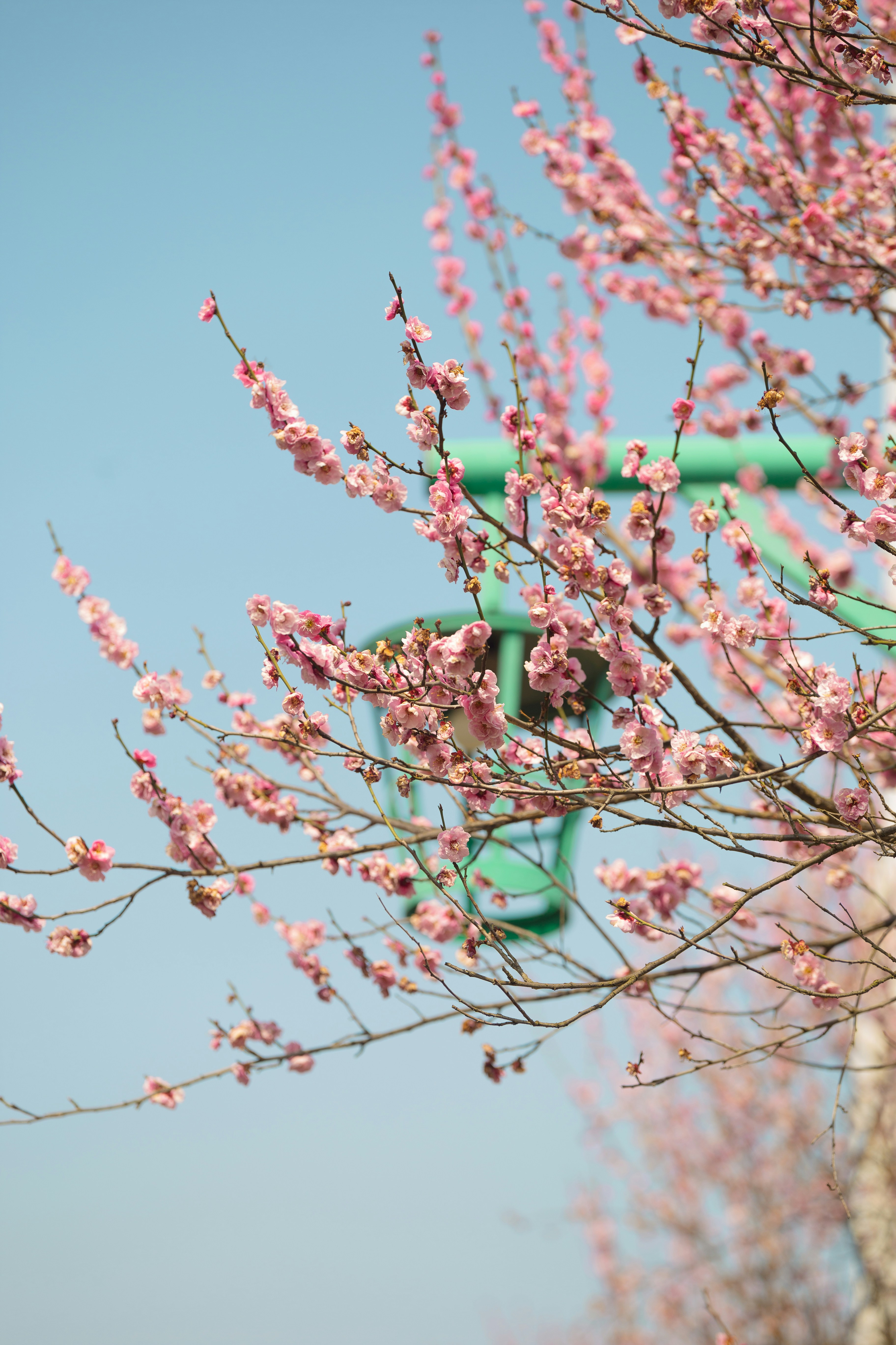 Blossoms in Focus: A Teal Sign Posts Through Pink Petals