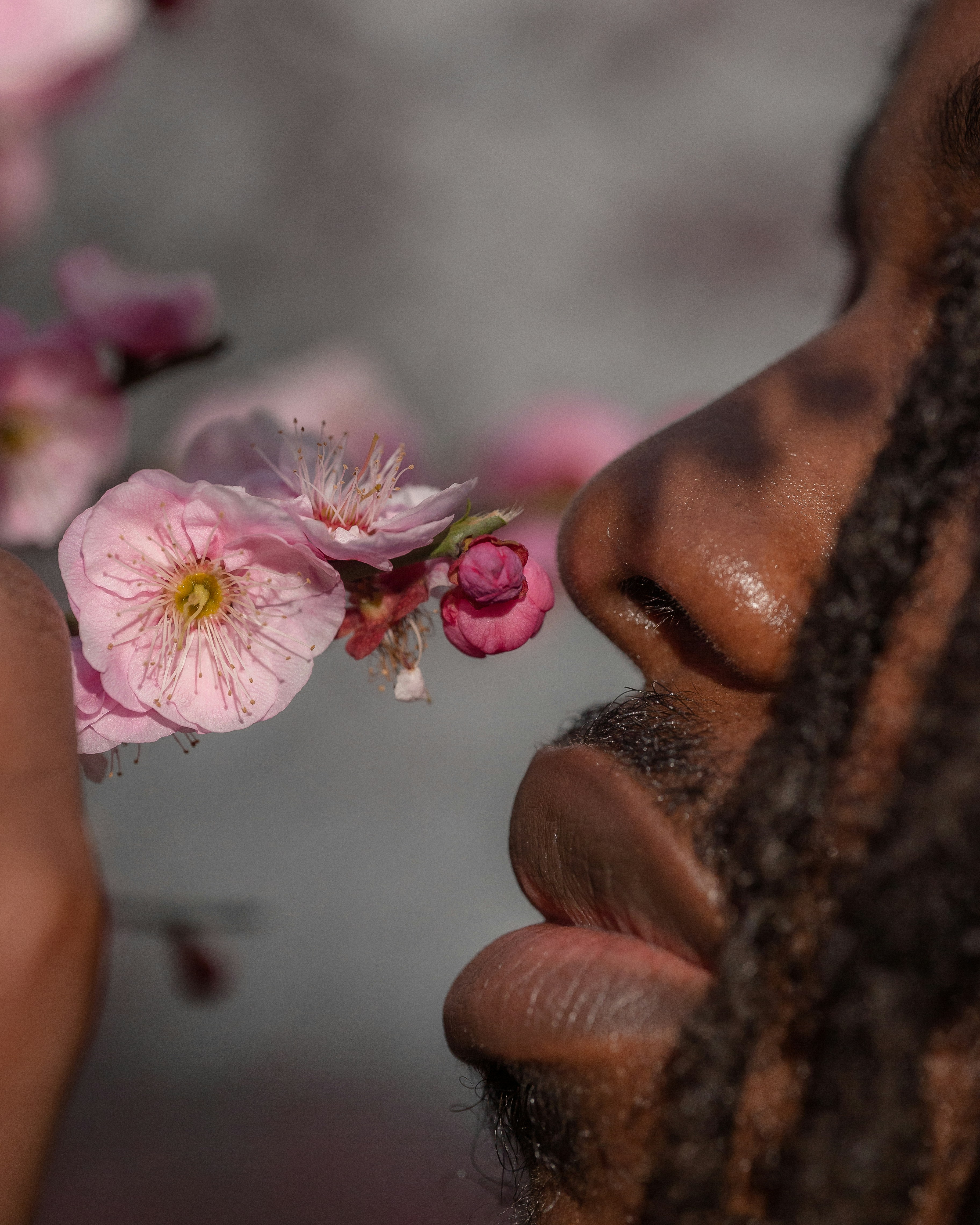 Petal-Whispered Kiss: Close-Up of Lips and Pink Cherry Blossoms