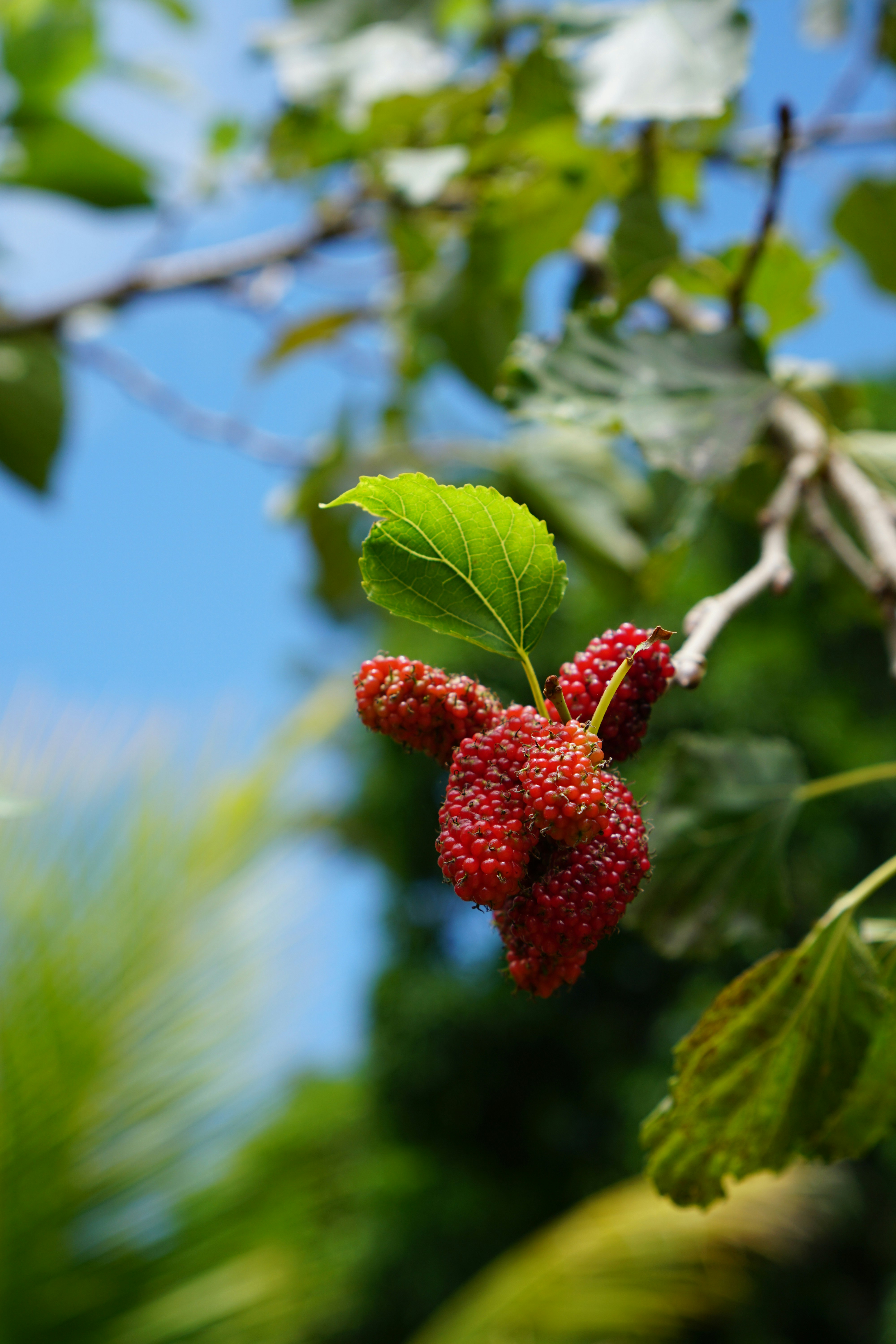 A bunch of raspberries hanging from a tree photo – Free Wallpaper Image ...