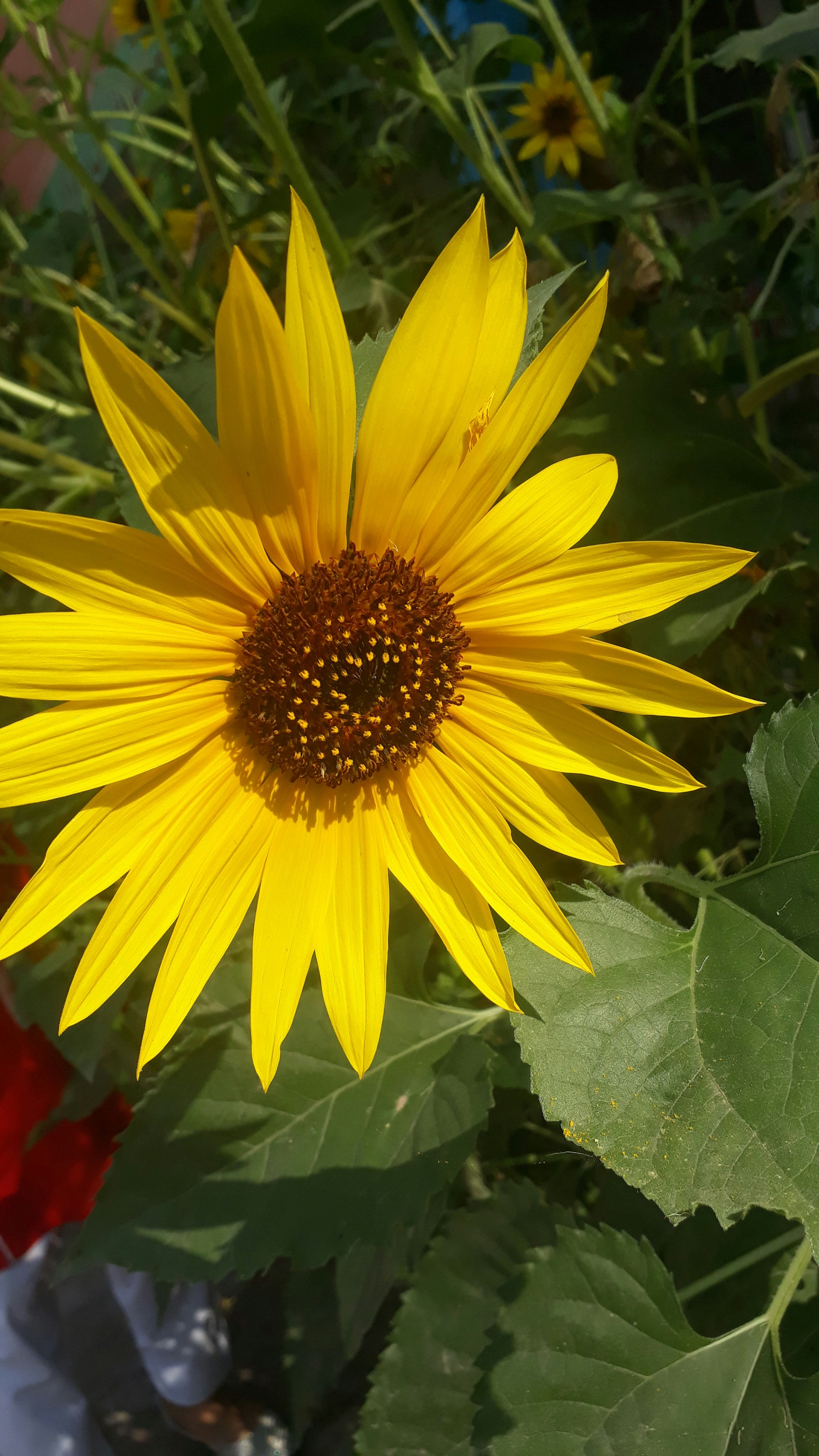 Vibrant sunflower with bright yellow petals and a rich brown center surrounded by lush green leaves.