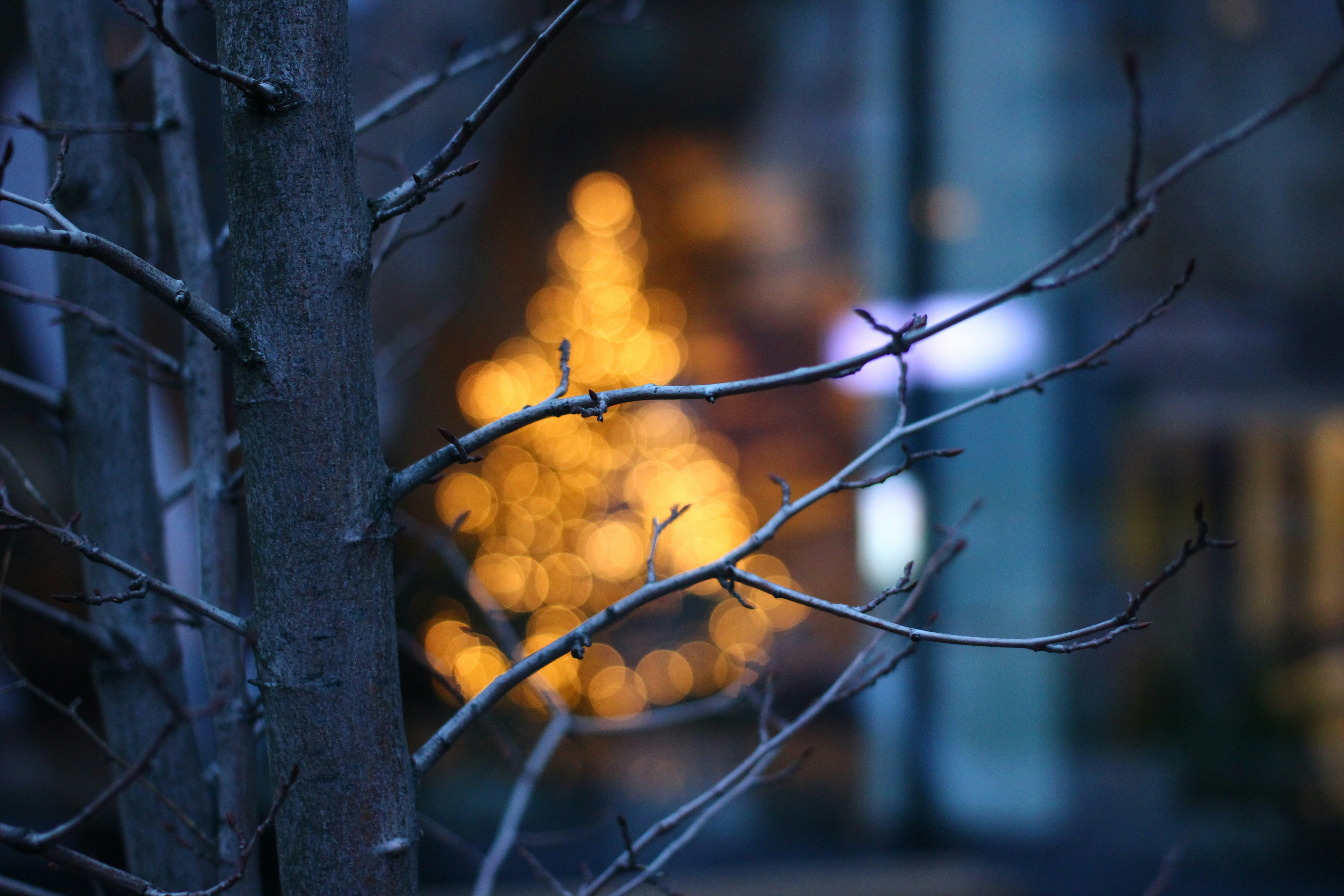 Winter Bokeh Through Bare Branches: City Lights in Soft Focus