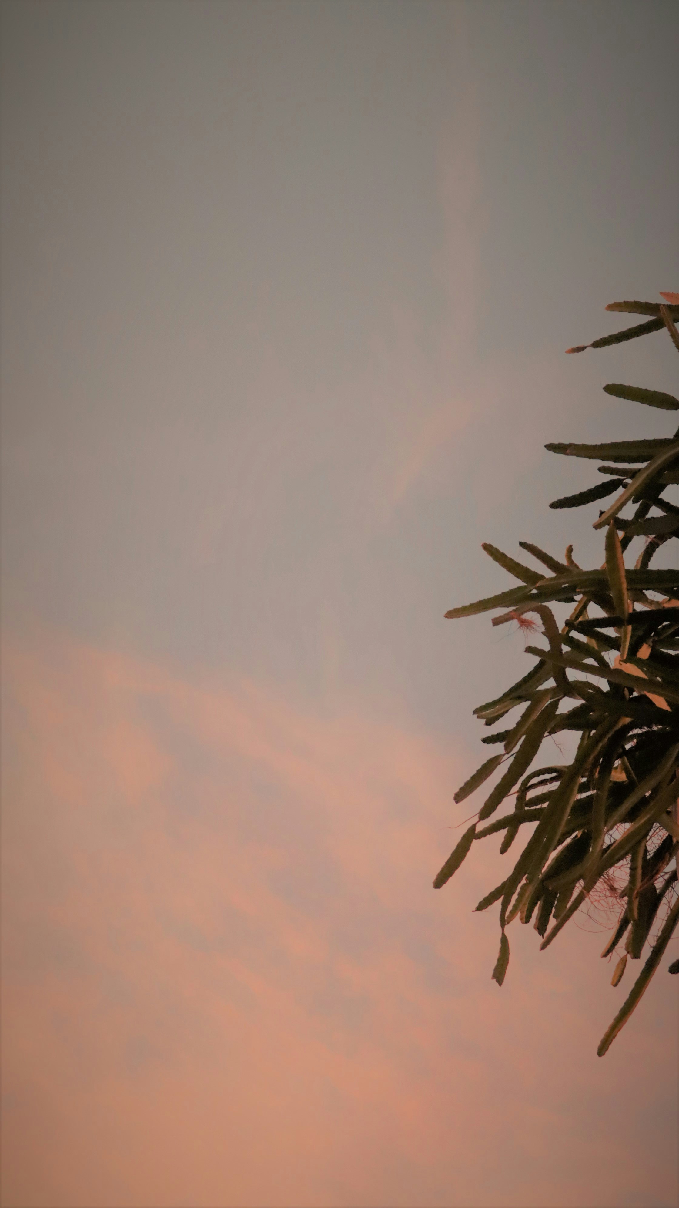 Peach Sky, Needle Fronds: A Minimal Dusk Portrait