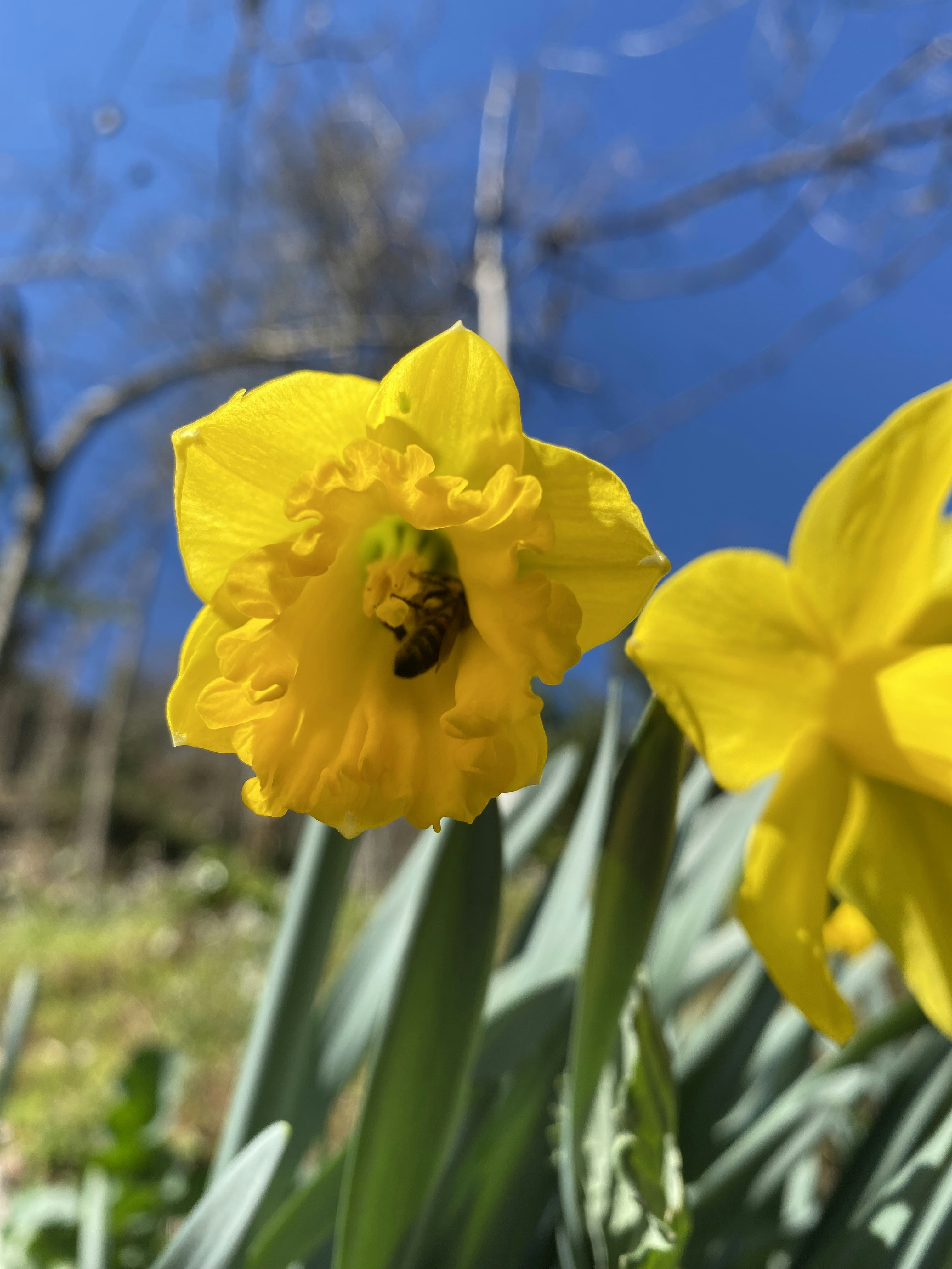 two yellow flowers with a bee in the middle of them