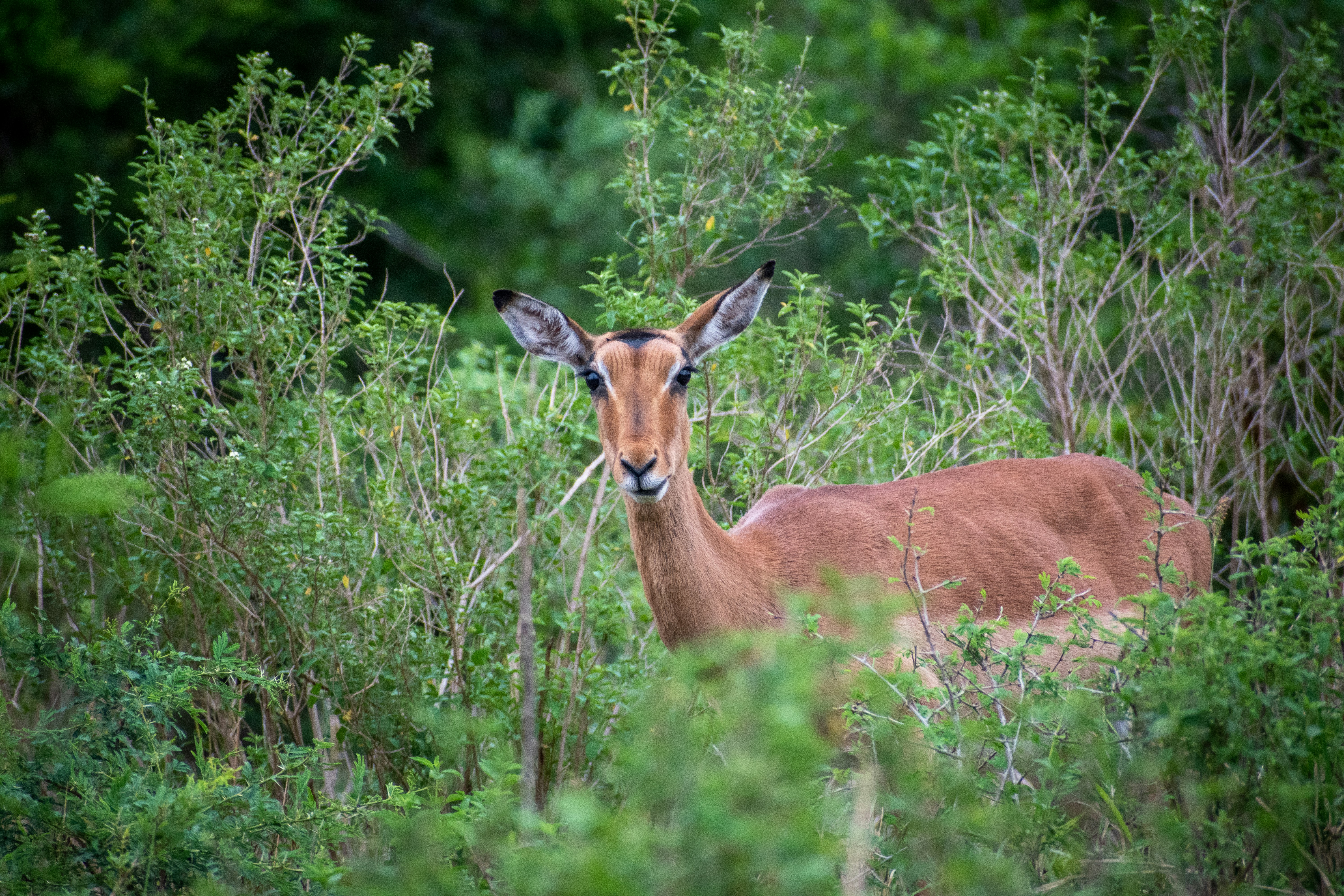 Faune Afrique Photos | Télécharger des images gratuites sur Unsplash