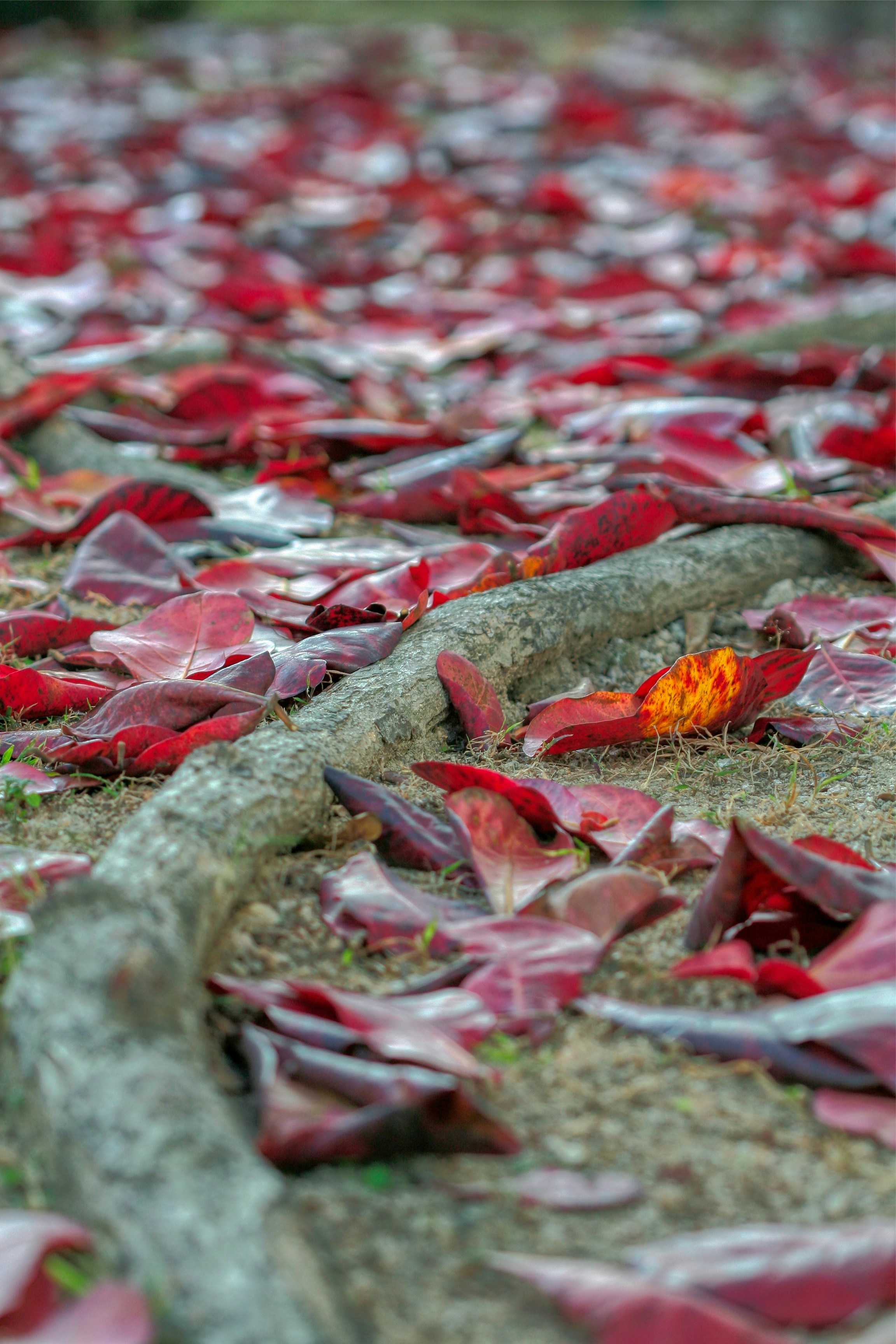 Crimson Carpet Along a Weathered Curve