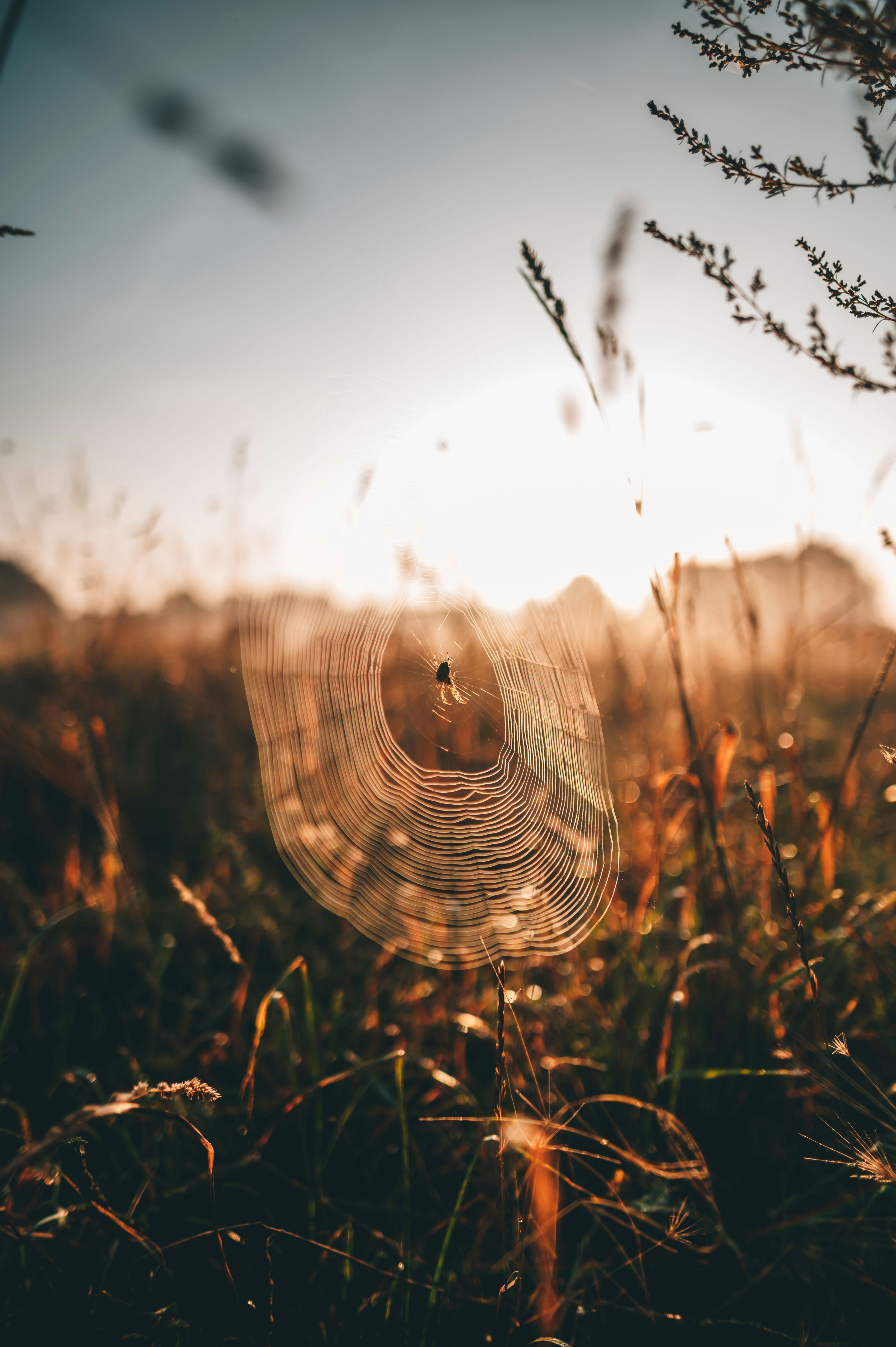 Spiderweb Clock in the Backlight: Morning Dew on Silk