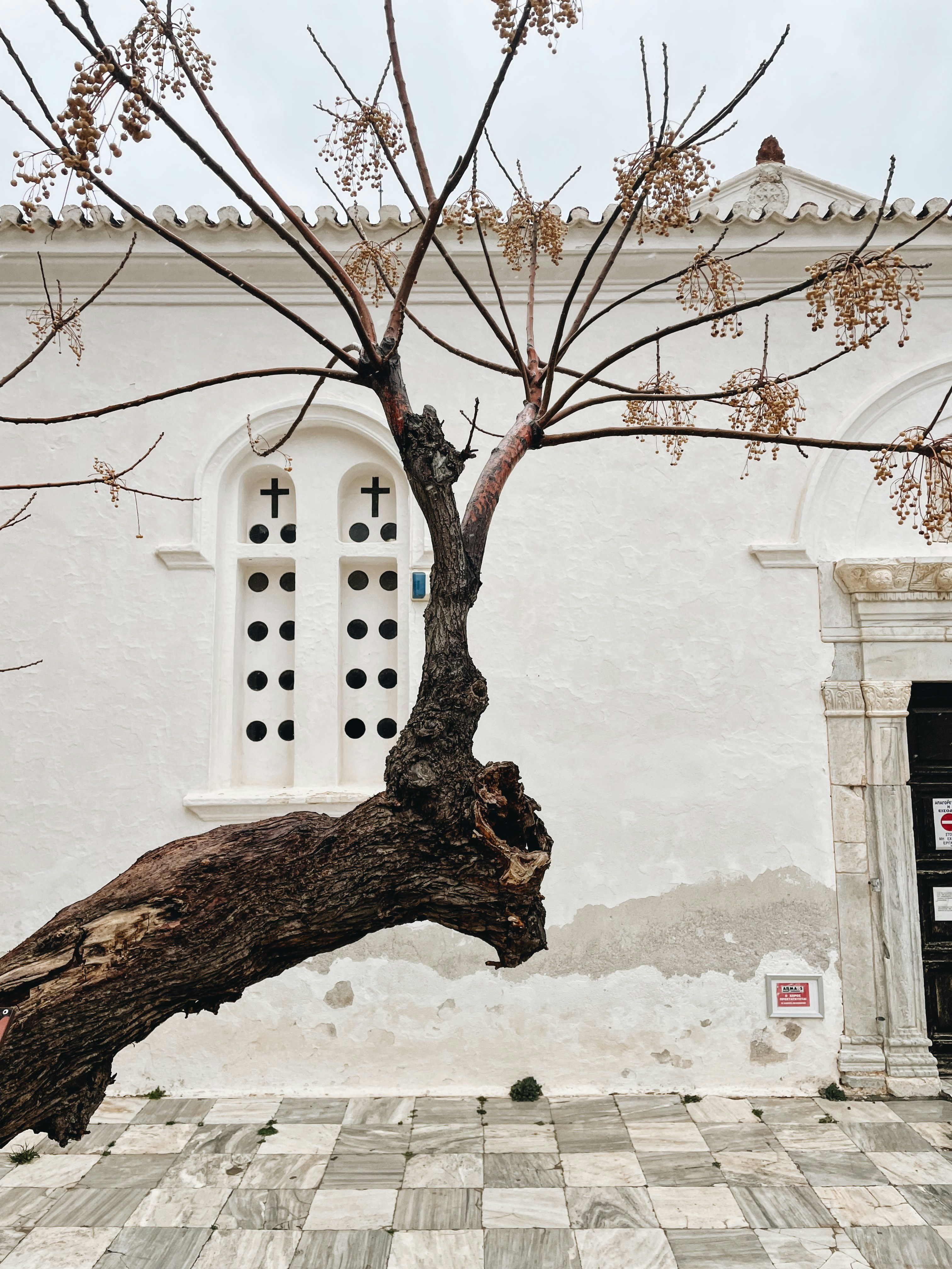 A tree that has fallen over in front of a building photo – Free ...
