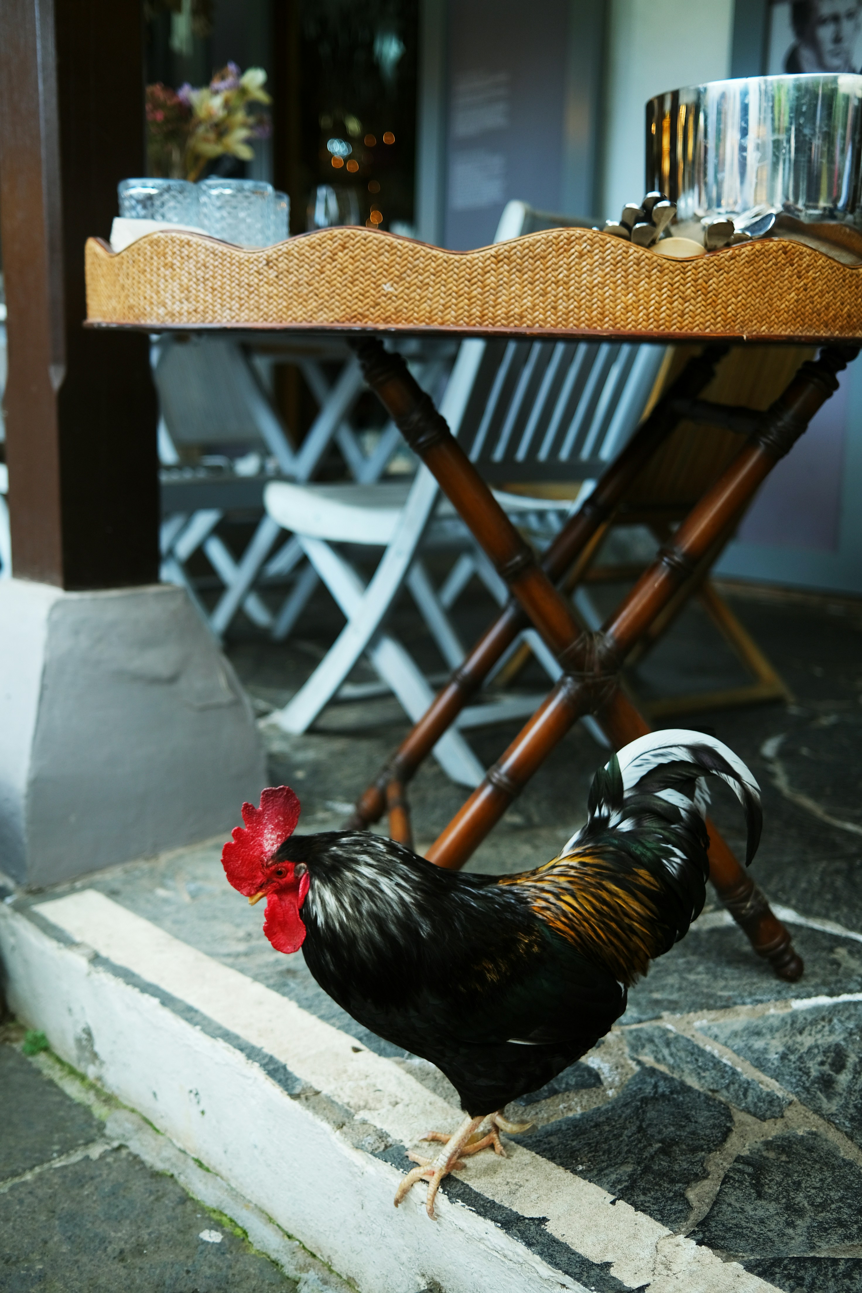 Rooster in the Studio: A Black-Footed Silhouette Beneath a Woven Table
