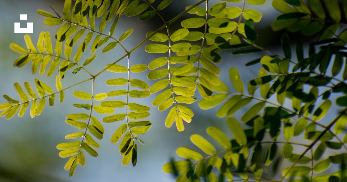 Una Rama De Un árbol Con Hojas Verdes Foto Imagen De Nikon Gratuita En Unsplash