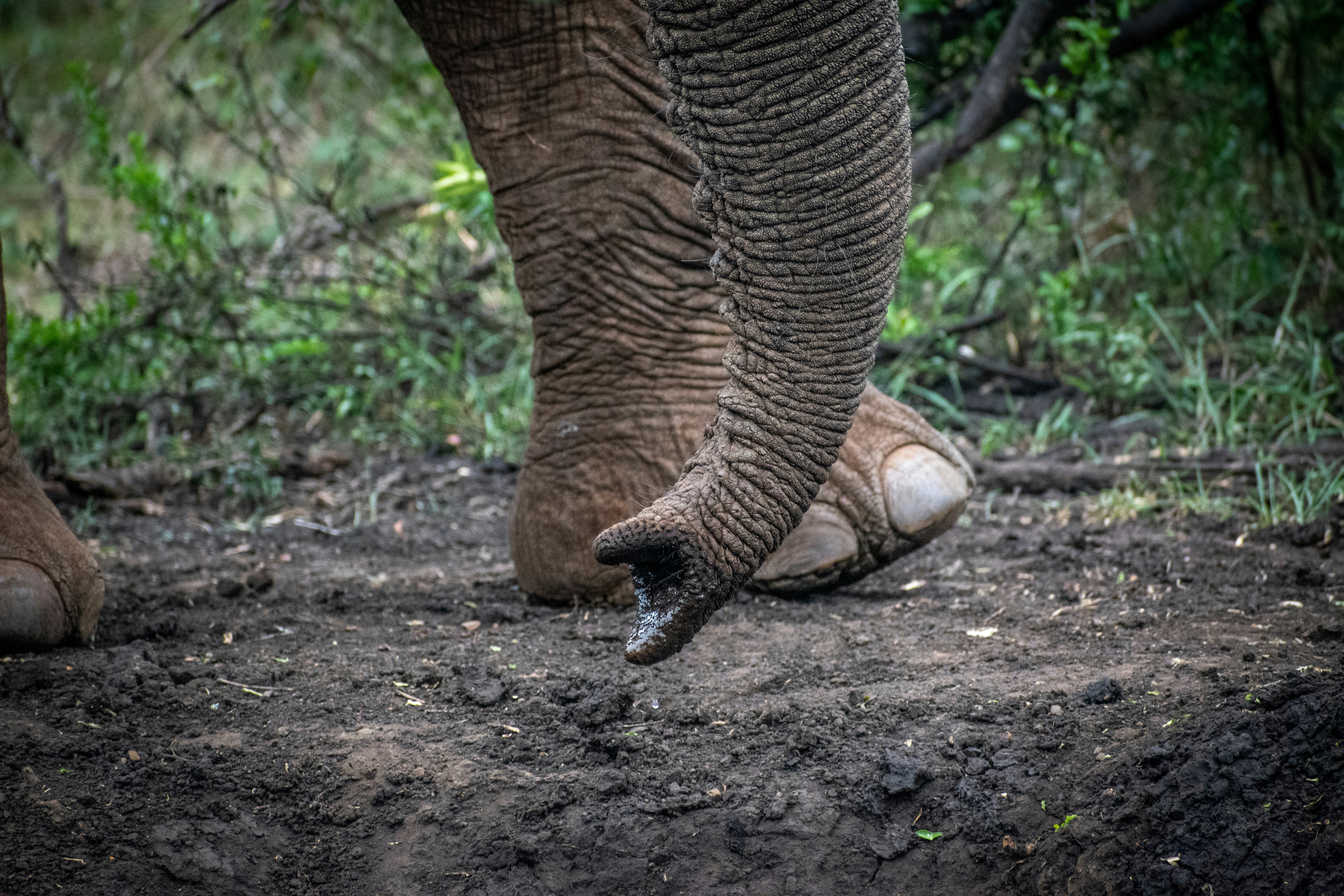 Truncated Trunk: A Close View of Elephant Foot and Ground