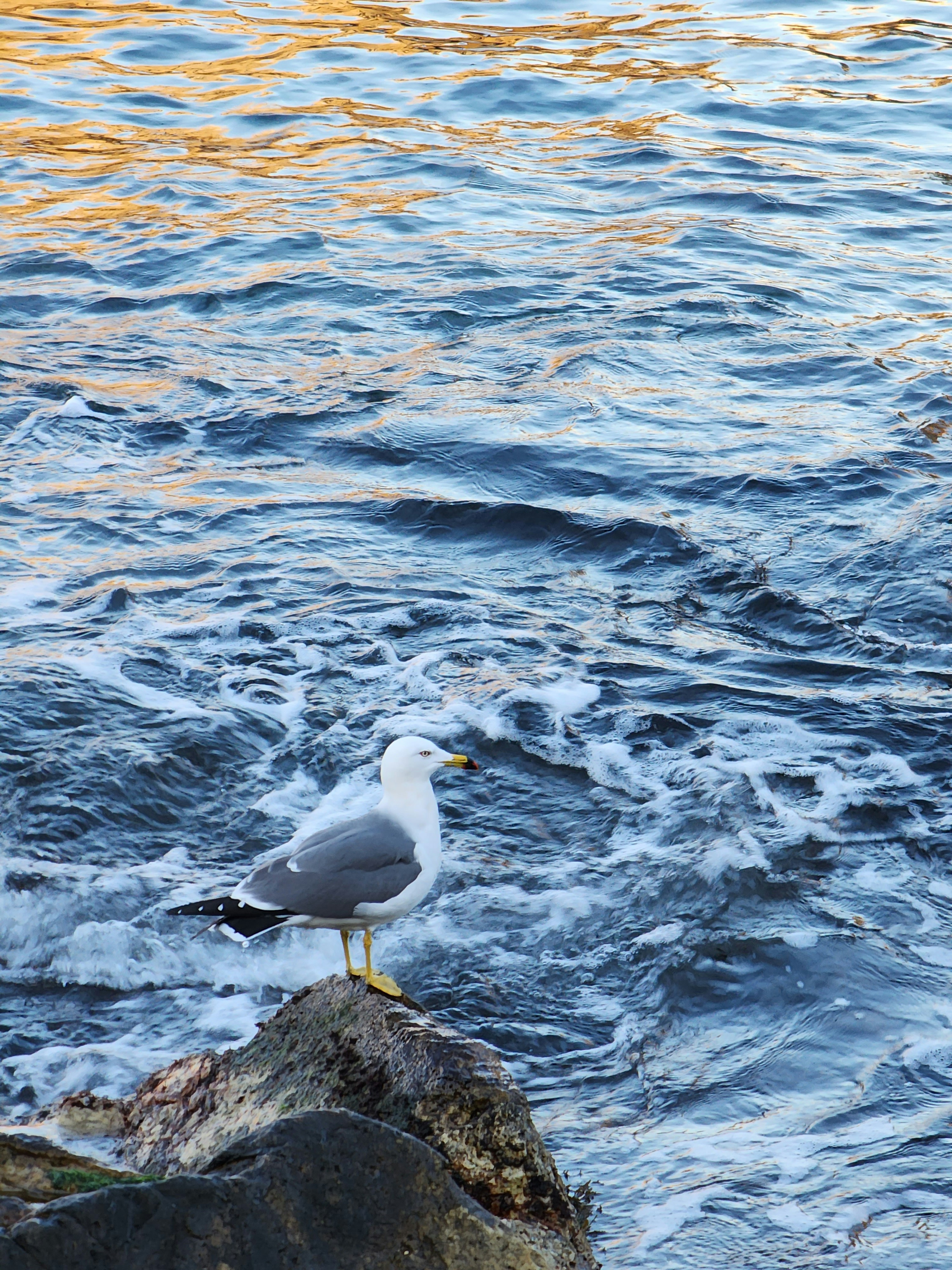Seagull Sentinel on a Jagged Rock Amid Roiling Blue